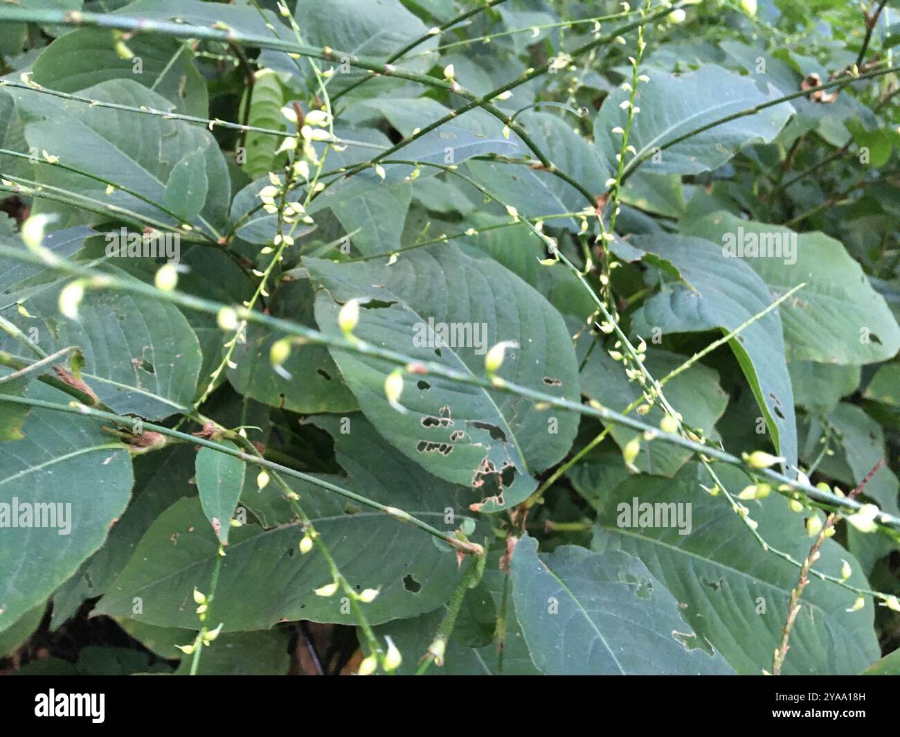 American jumpseed (Persicaria virginiana) Plantae Stock Photo - Alamy