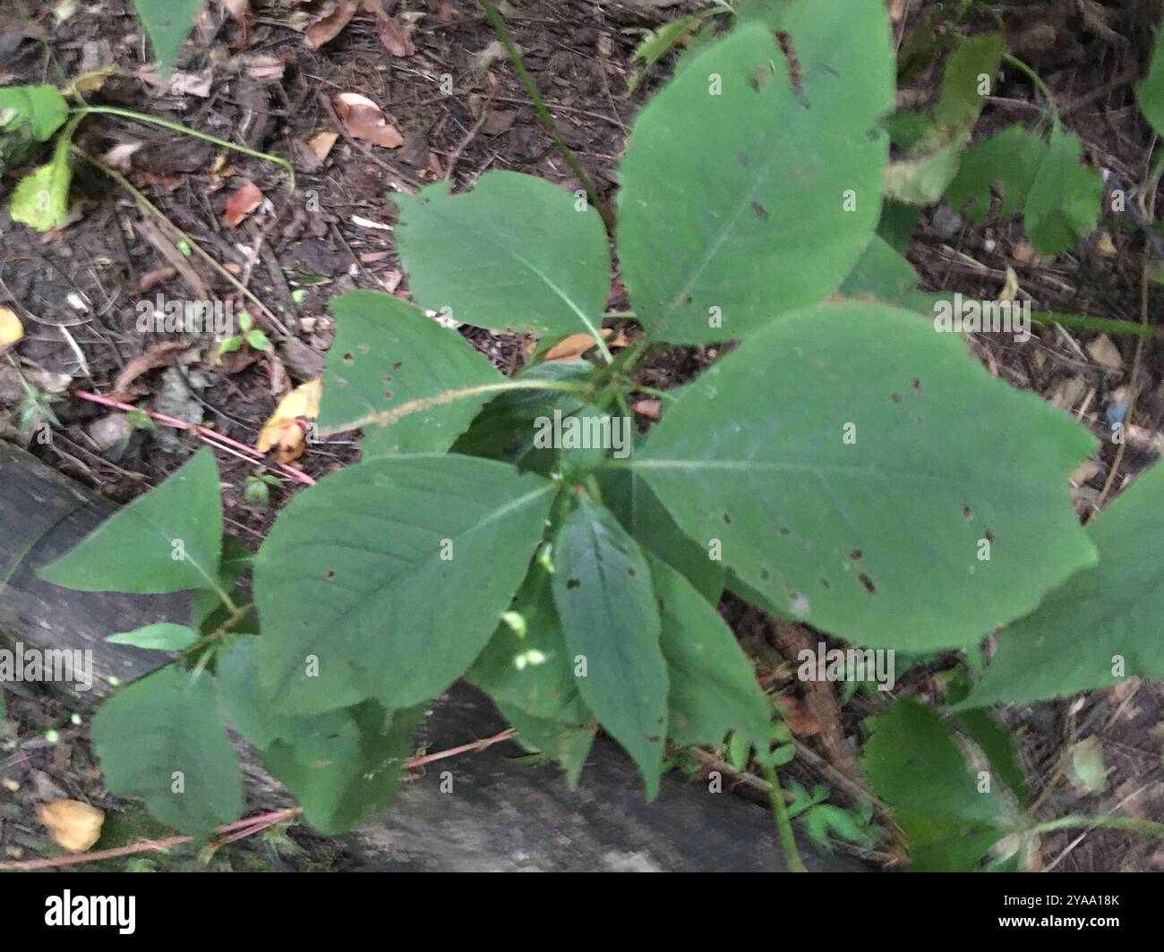 American jumpseed (Persicaria virginiana) Plantae Stock Photo - Alamy