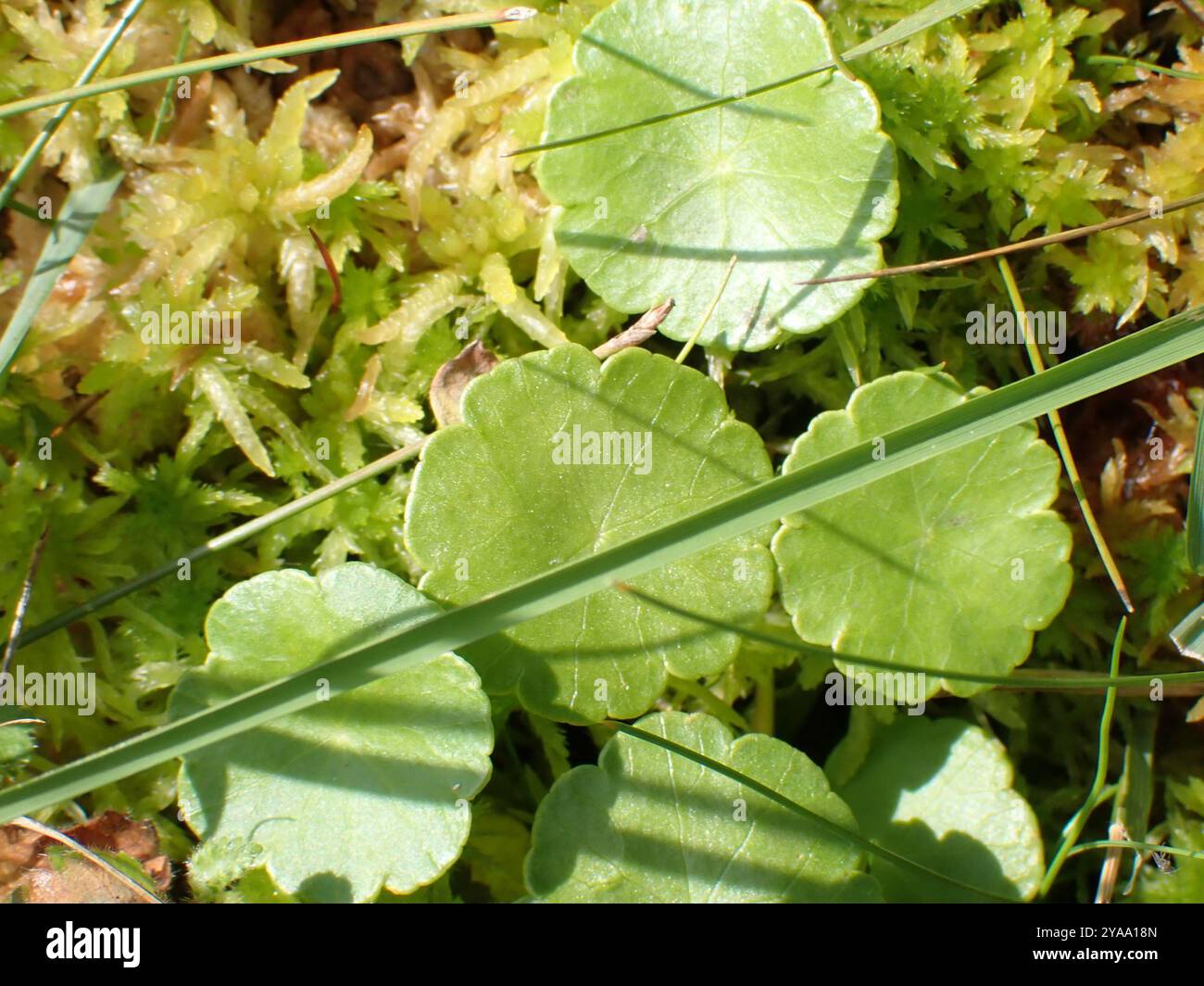 Marsh Pennywort (Hydrocotyle vulgaris) Plantae Stock Photo - Alamy