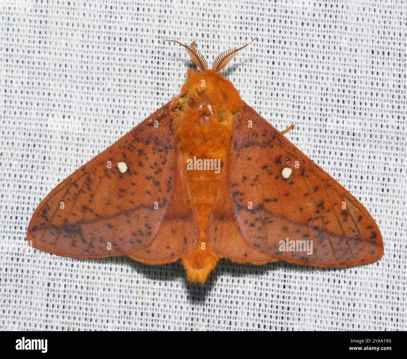 Spiny Oakworm Moth (Anisota stigma) Insecta Stock Photo - Alamy
