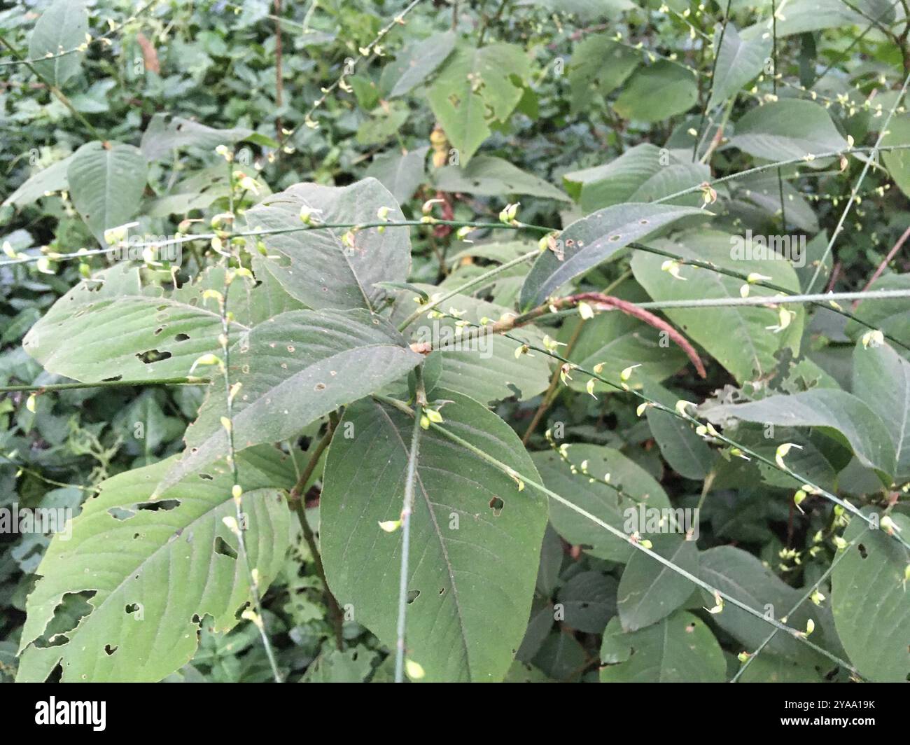 American jumpseed (Persicaria virginiana) Plantae Stock Photo - Alamy