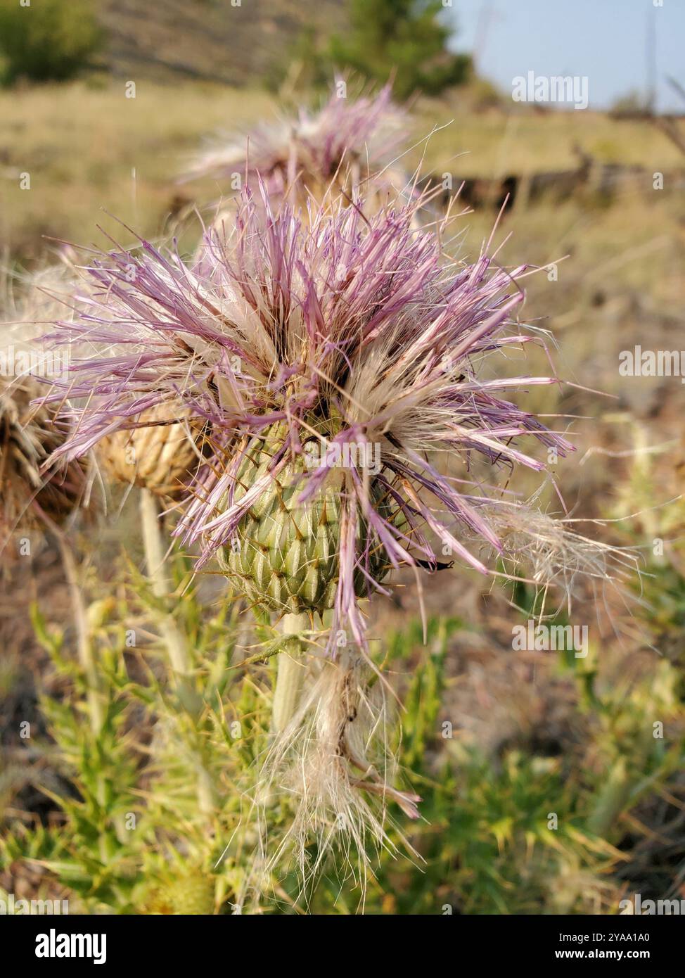 wavyleaf thistle (Cirsium undulatum) Plantae Stock Photo - Alamy