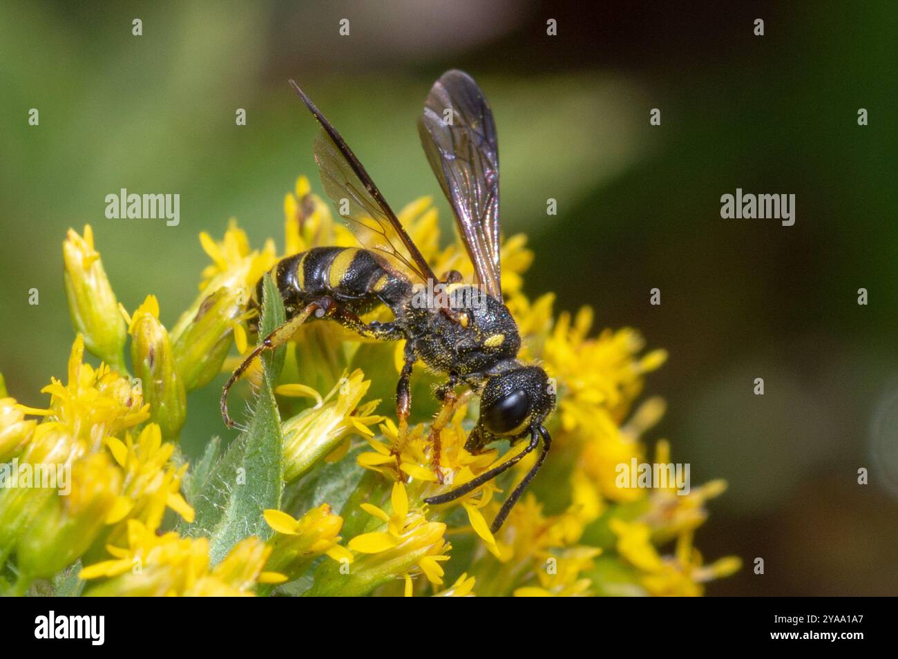Typical Weevil Wasps and Allies (Cerceris) Insecta Stock Photo - Alamy