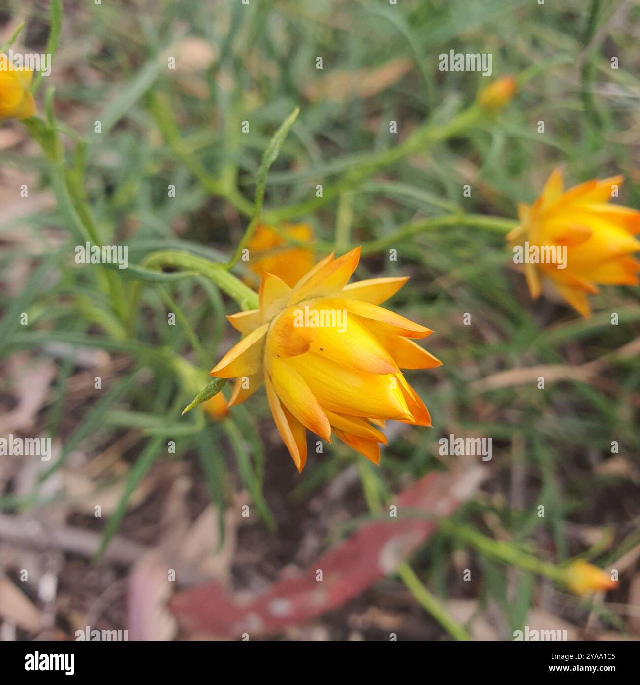 sticky everlasting (Xerochrysum viscosum) Plantae Stock Photo - Alamy