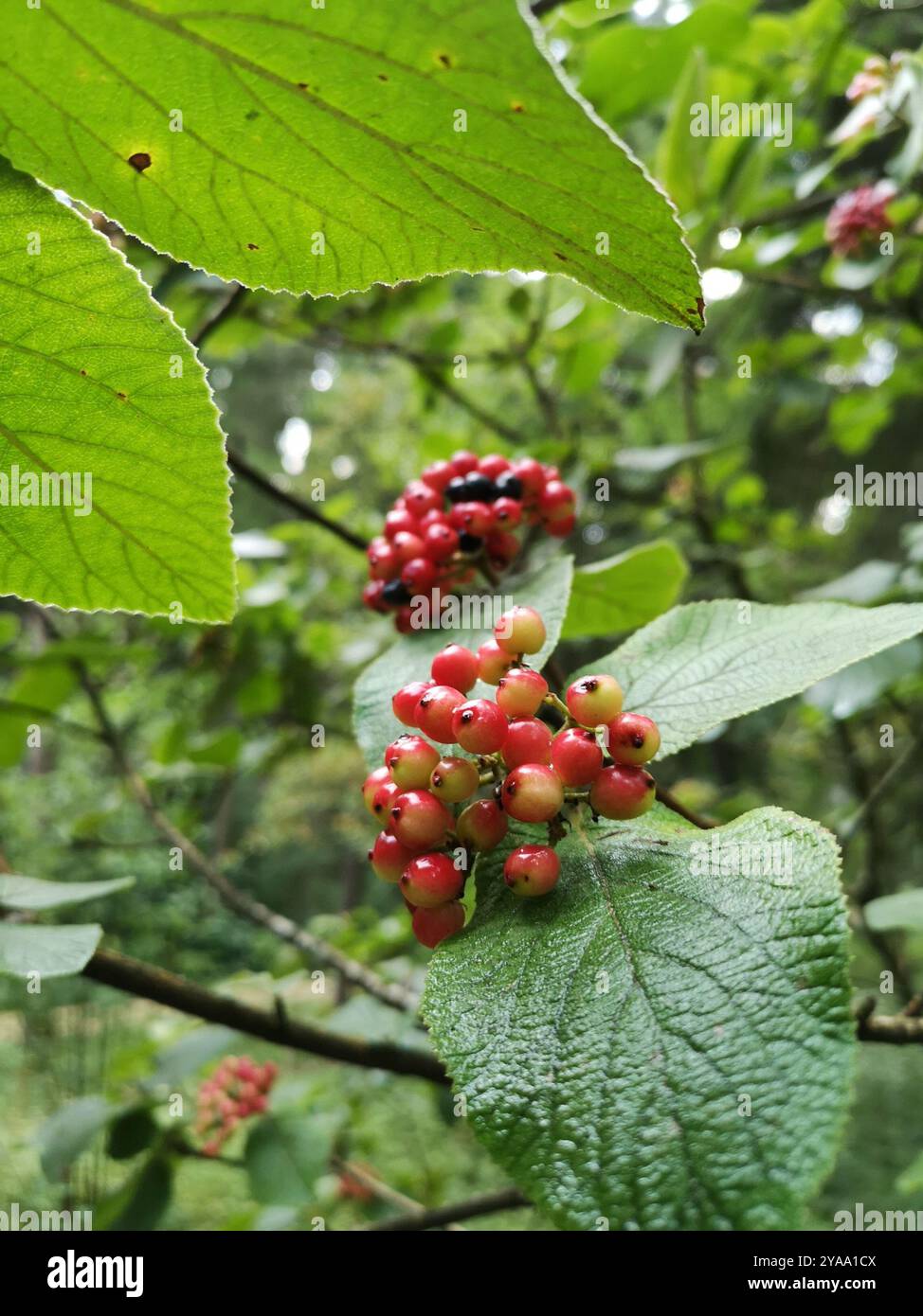 Wayfaring-tree (Viburnum lantana) Plantae Stock Photo - Alamy