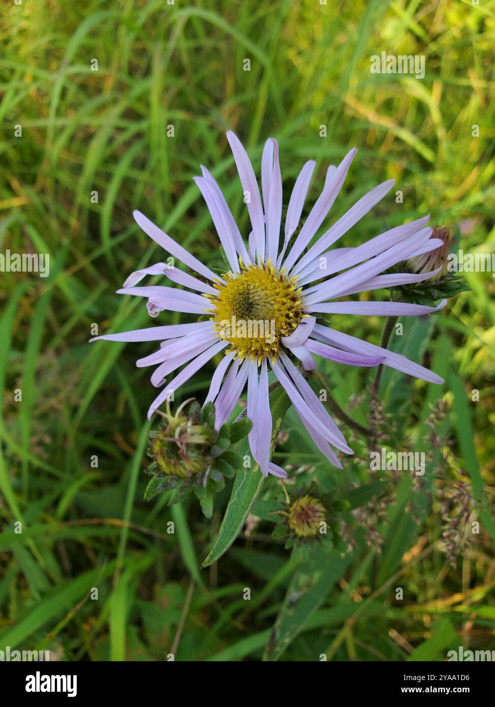common leafy aster (Symphyotrichum foliaceum foliaceum) Plantae Stock ...