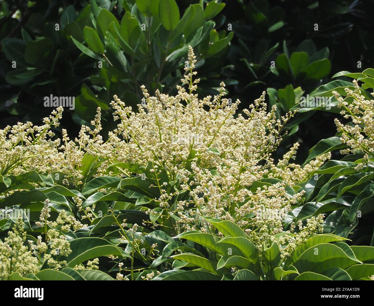 (Semecarpus gigantifolia) Plantae Stock Photo - Alamy