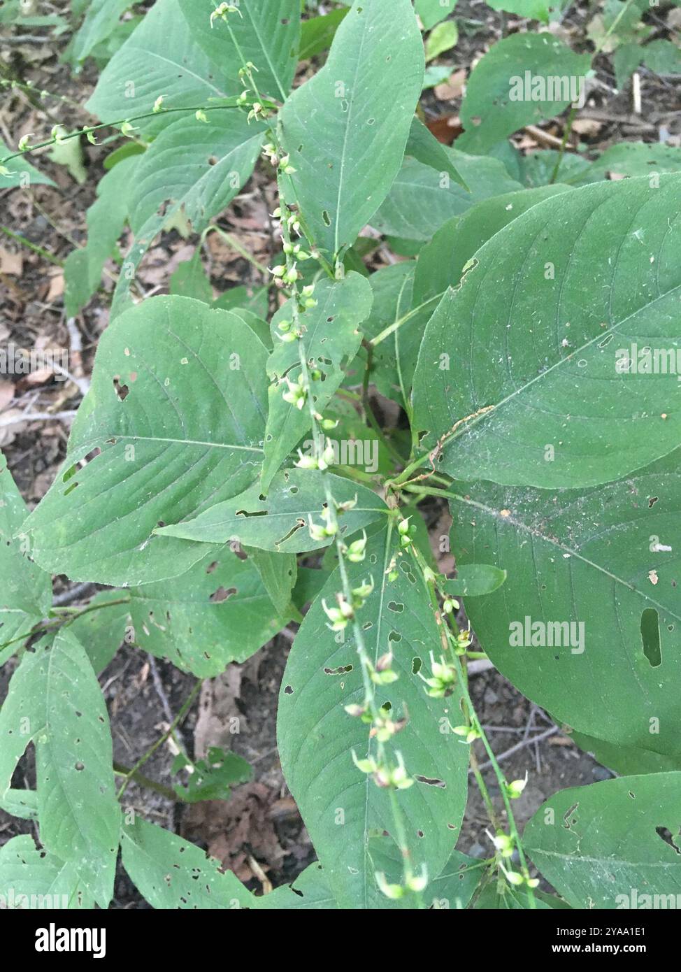American jumpseed (Persicaria virginiana) Plantae Stock Photo - Alamy