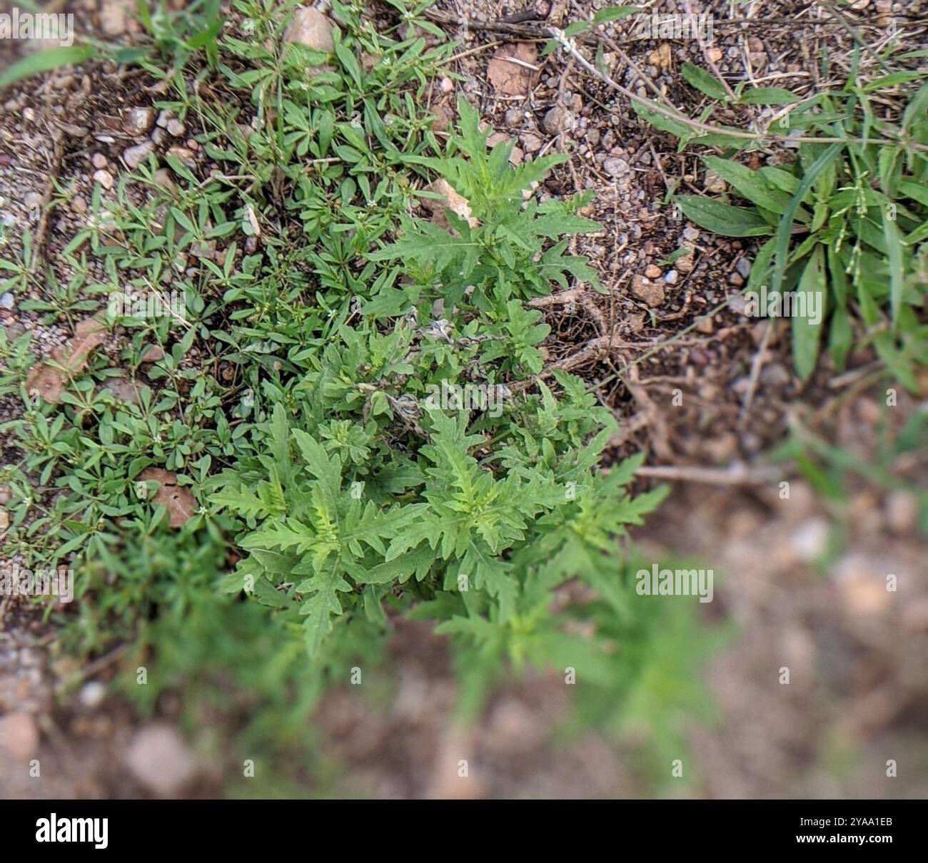 western ragweed (Ambrosia psilostachya) Plantae Stock Photo - Alamy