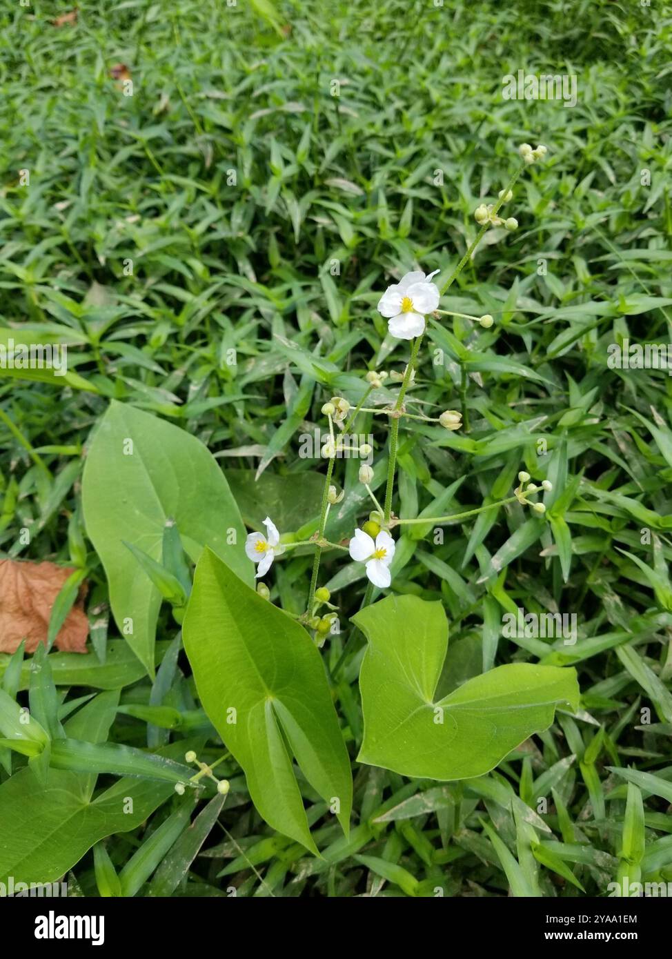 broadleaf arrowhead (Sagittaria latifolia) Plantae Stock Photo - Alamy