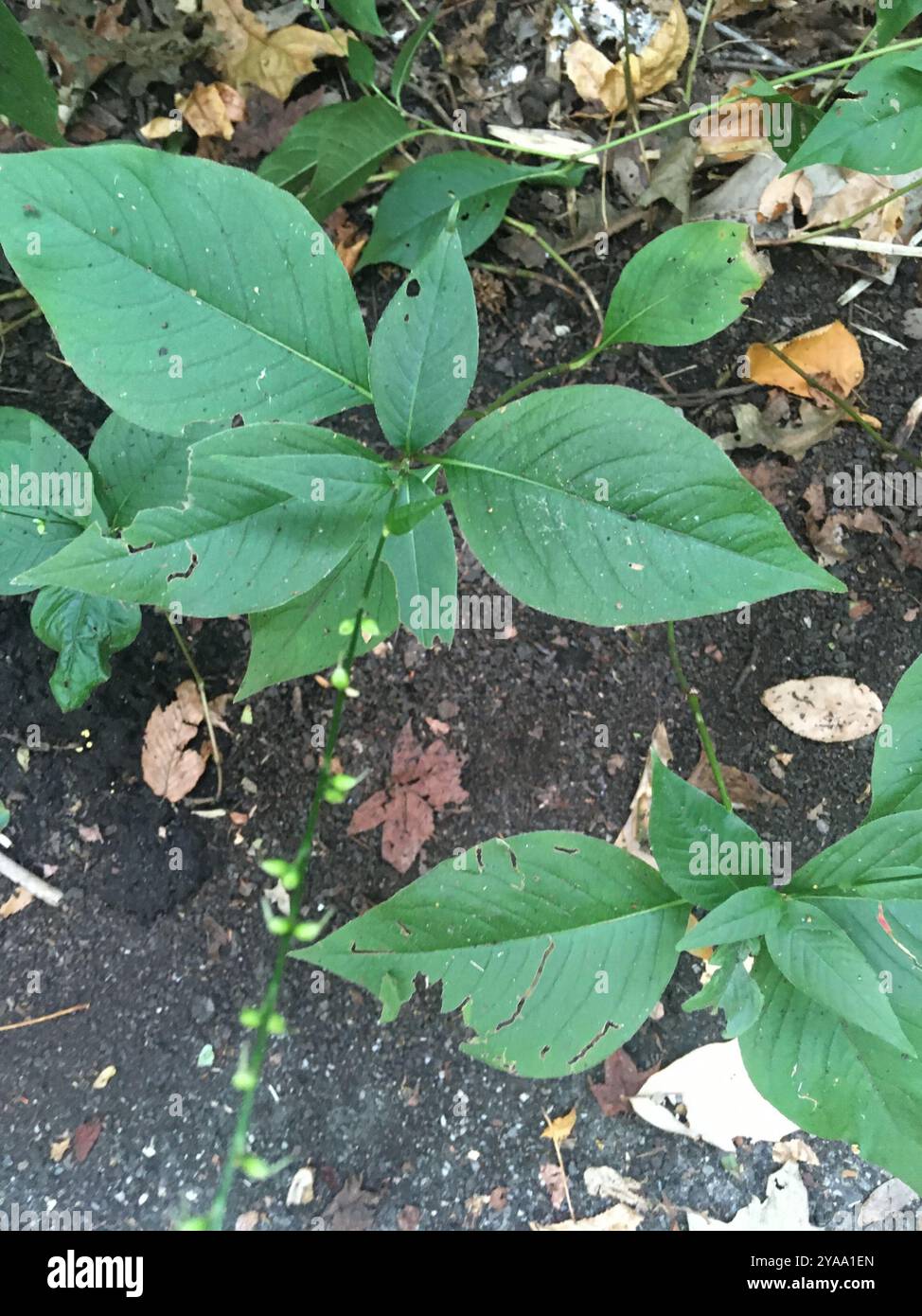 American jumpseed (Persicaria virginiana) Plantae Stock Photo - Alamy