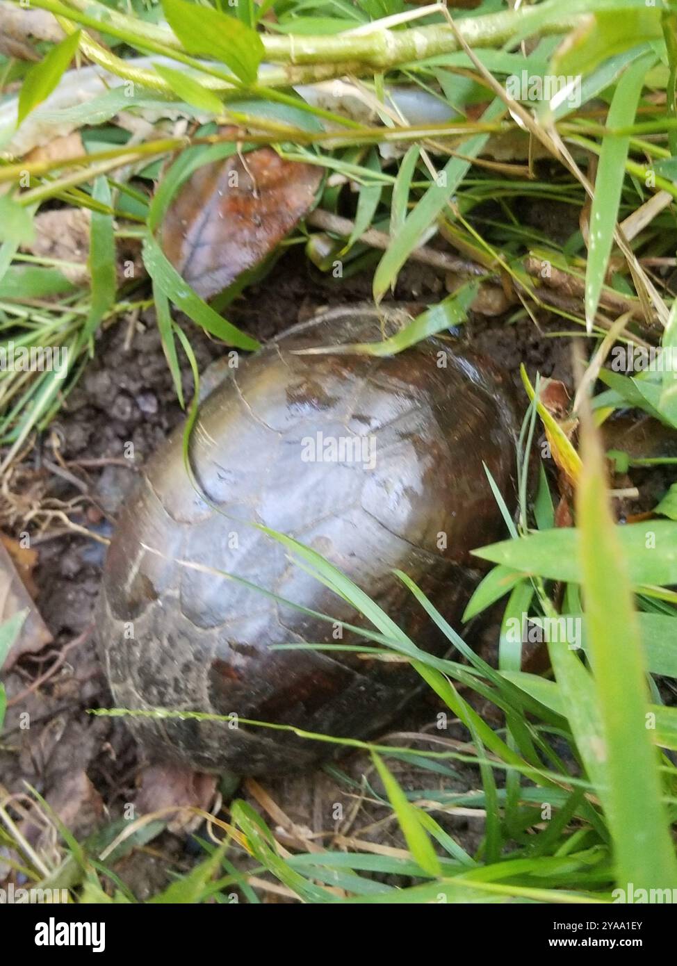 Eastern Mud Turtle (Kinosternon subrubrum) Reptilia Stock Photo - Alamy