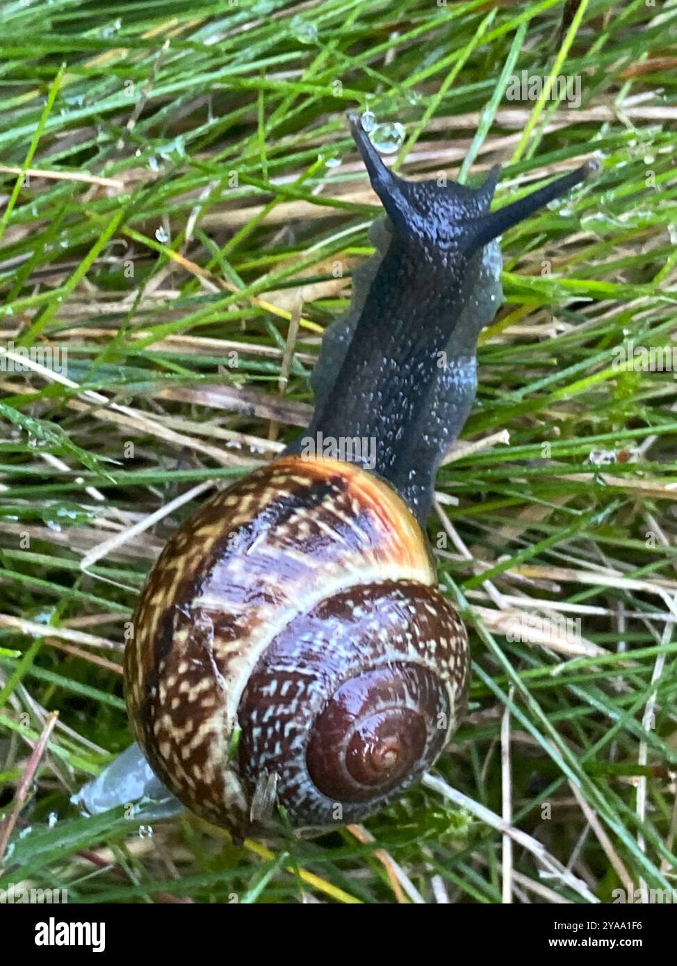Copse Snail (Arianta arbustorum) Mollusca Stock Photo - Alamy