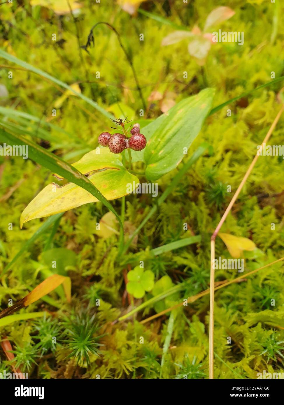 May Lily (Maianthemum bifolium) Plantae Stock Photo - Alamy