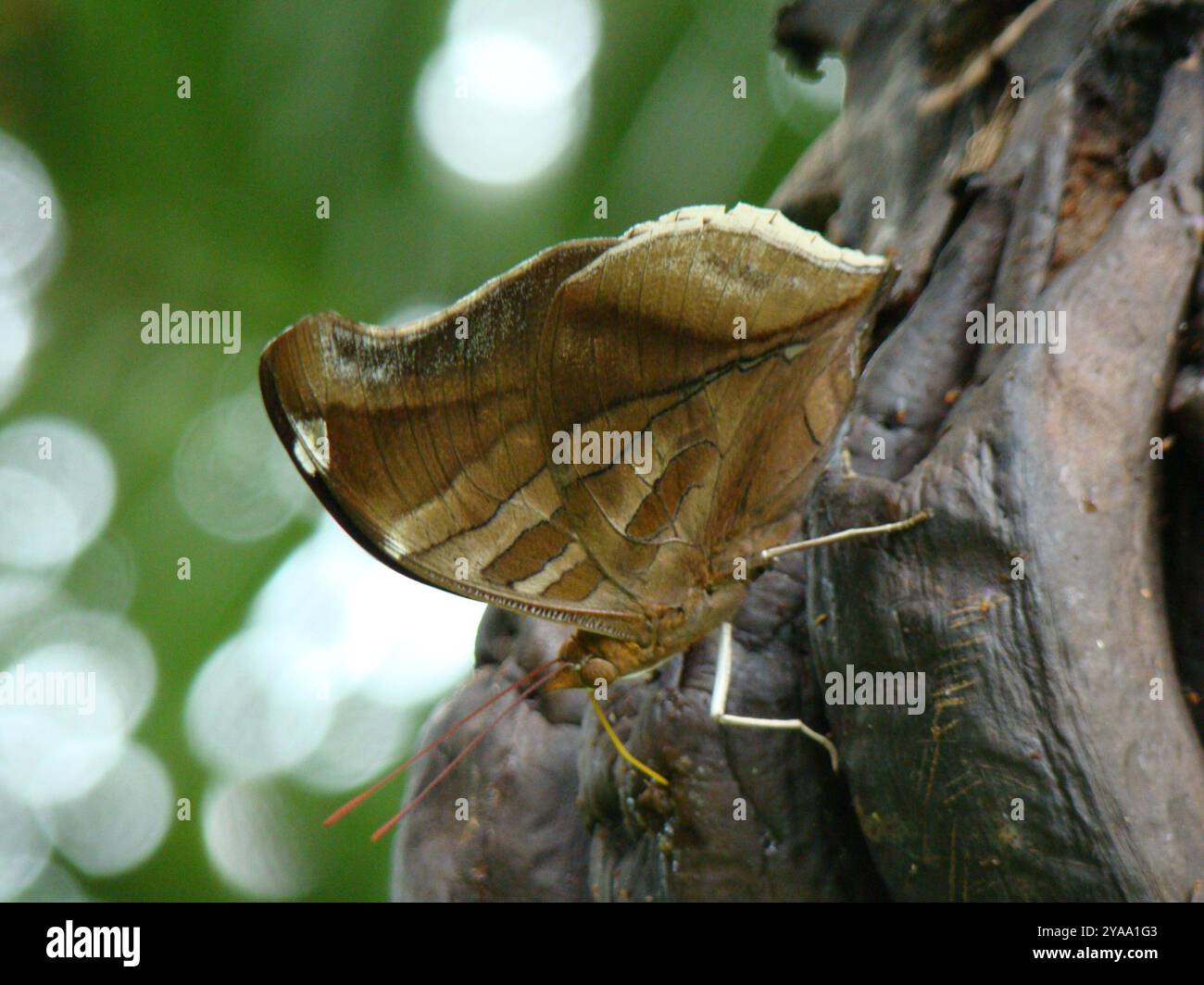 Orion Cecropian (Historis odius) Insecta Stock Photo - Alamy