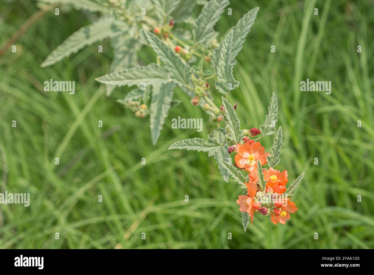 narrowleaf globemallow (Sphaeralcea angustifolia) Plantae Stock Photo ...