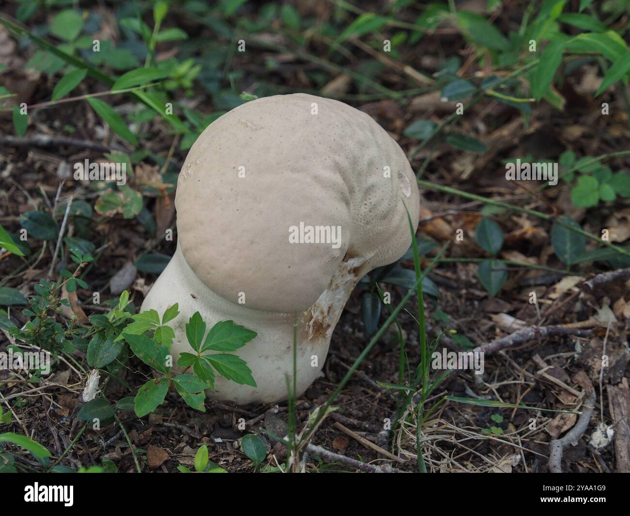 Purple-spored Puffball (Calvatia cyathiformis) Fungi Stock Photo - Alamy
