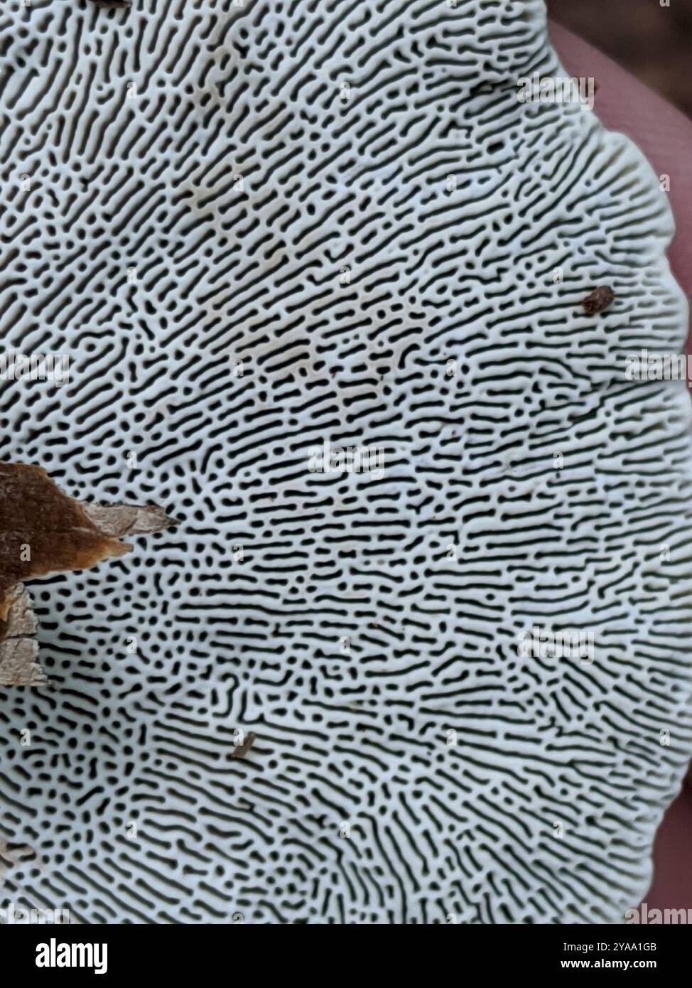 Thin-walled Maze Polypore (Daedaleopsis confragosa) Fungi Stock Photo ...