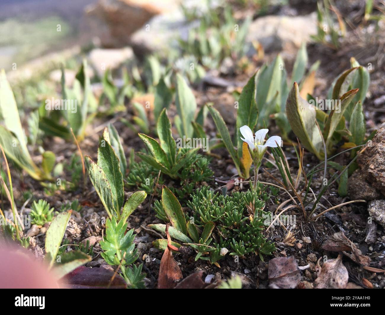 alpine sandwort (Cherleria obtusiloba) Plantae Stock Photo - Alamy