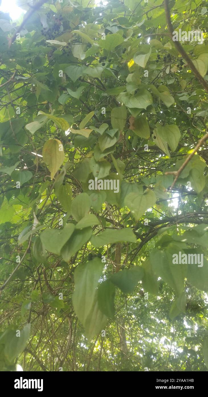 greenbriers (Smilax) Plantae Stock Photo - Alamy