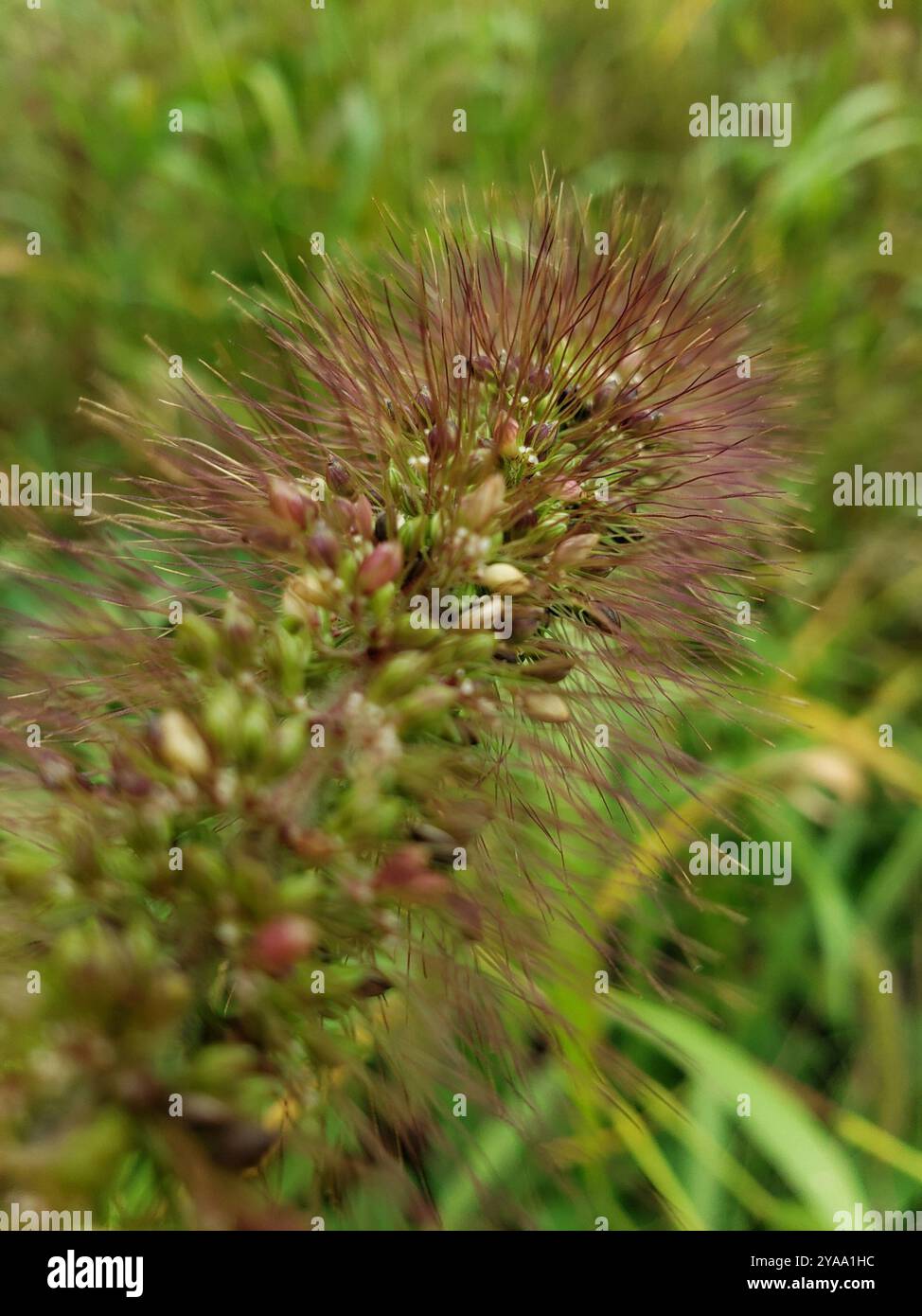 giant foxtail (Setaria faberi) Plantae Stock Photo - Alamy