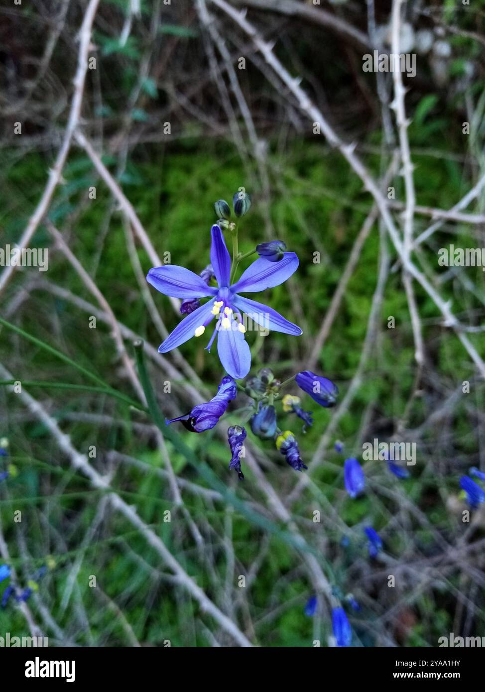 azulillo (Pasithea caerulea) Plantae Stock Photo - Alamy
