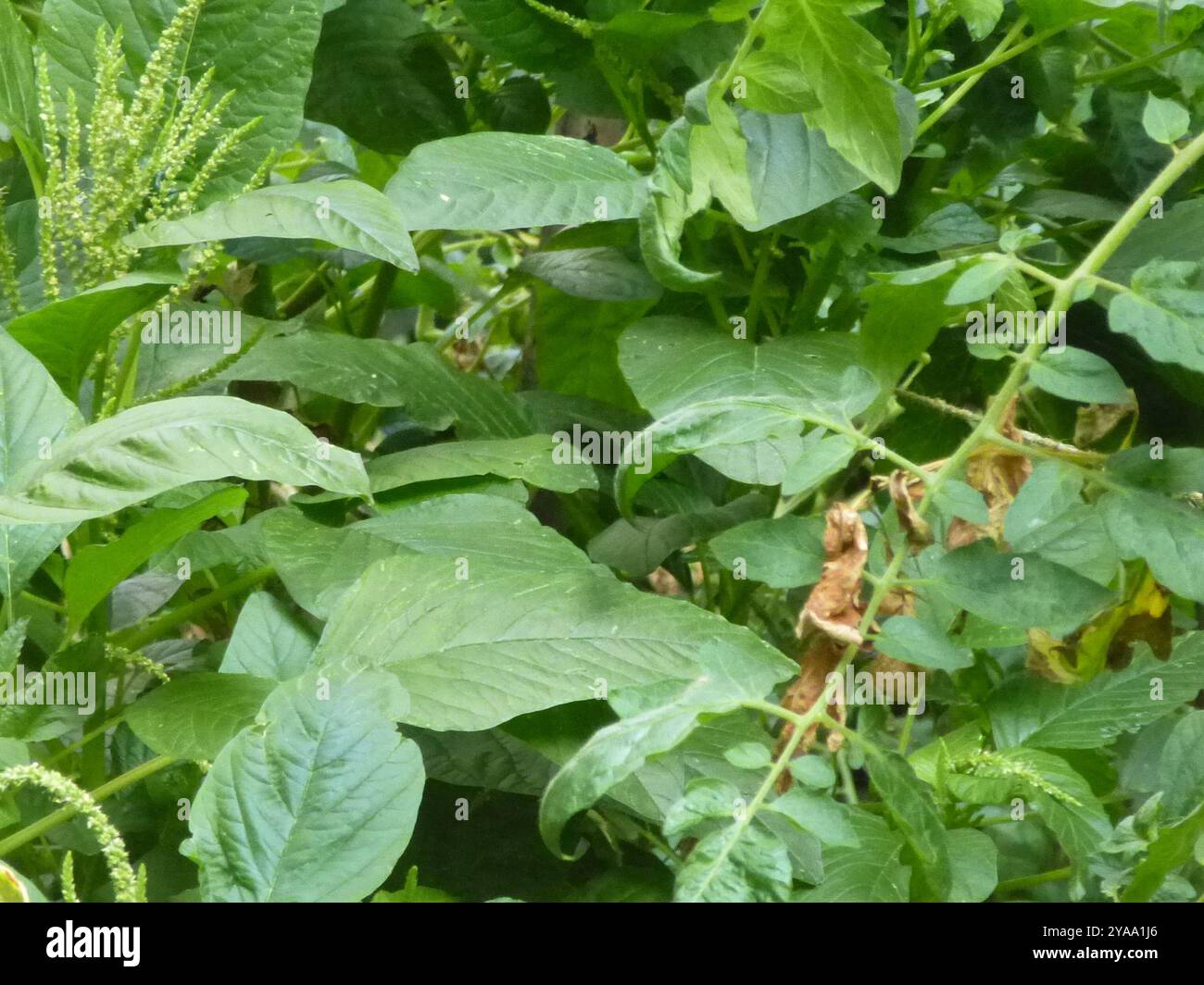 green amaranth (Amaranthus viridis) Plantae Stock Photo - Alamy