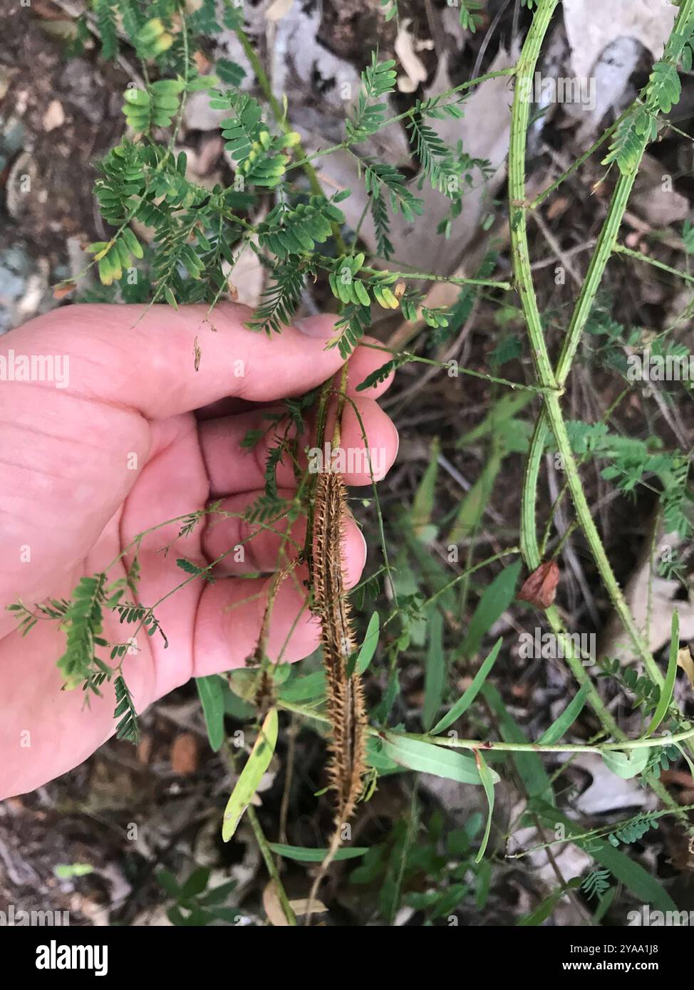 Catclaw Briar (Mimosa nuttallii) Plantae Stock Photo - Alamy