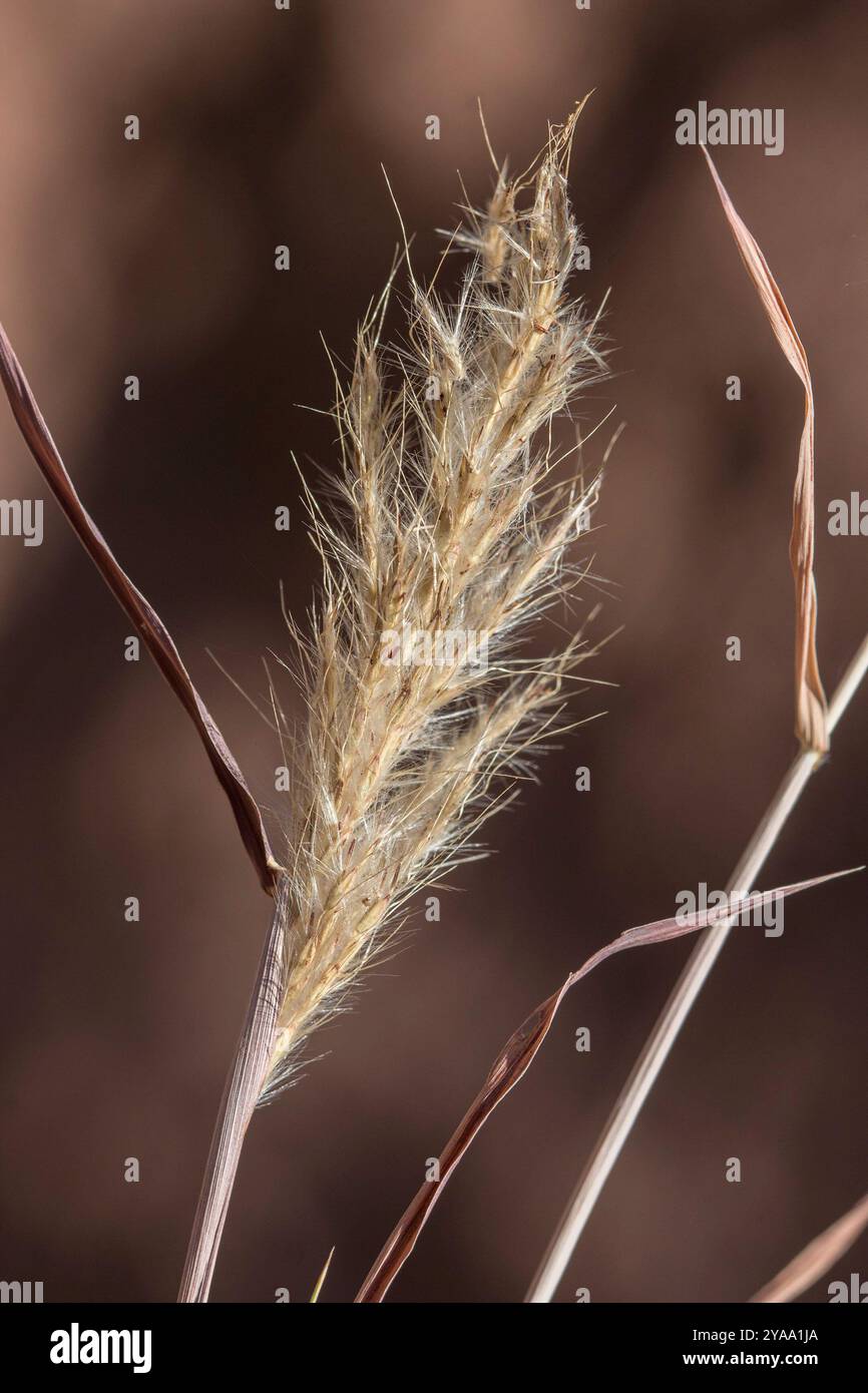 Bluestems (Bothriochloa) Plantae Stock Photo - Alamy