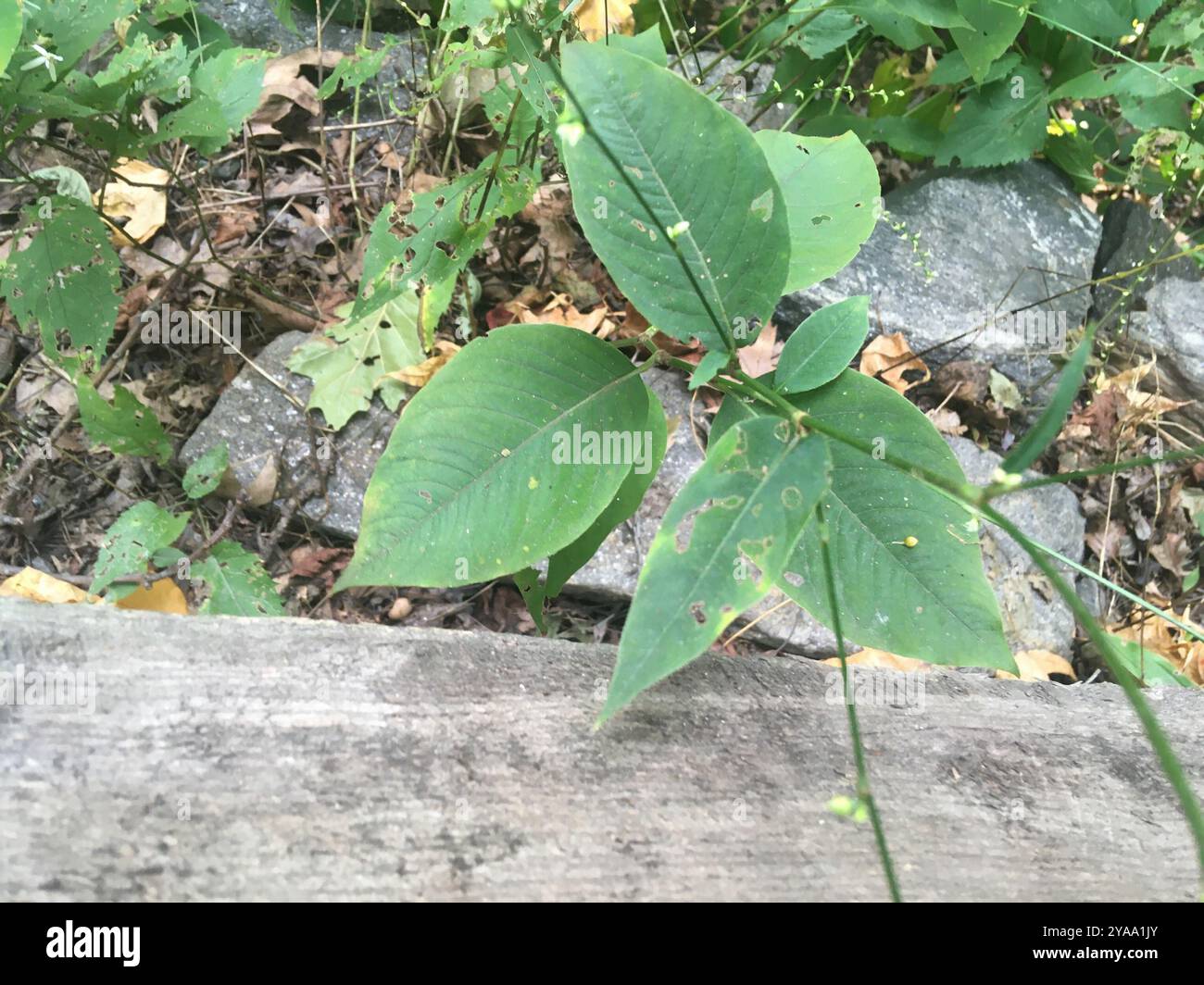American jumpseed (Persicaria virginiana) Plantae Stock Photo - Alamy