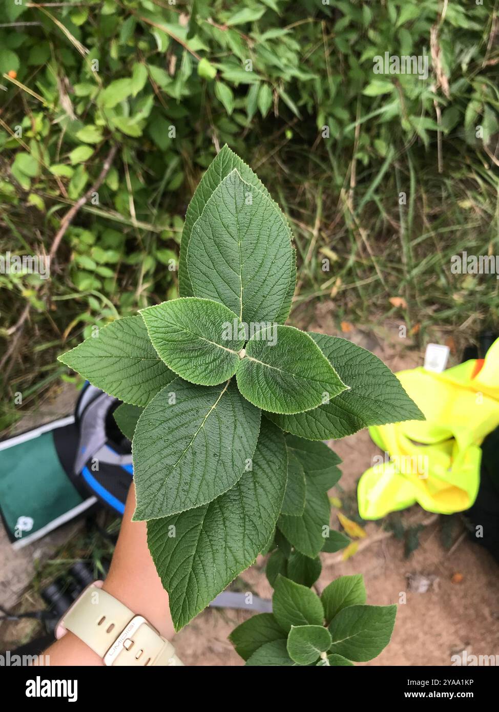 Wayfaring-tree (Viburnum lantana) Plantae Stock Photo - Alamy