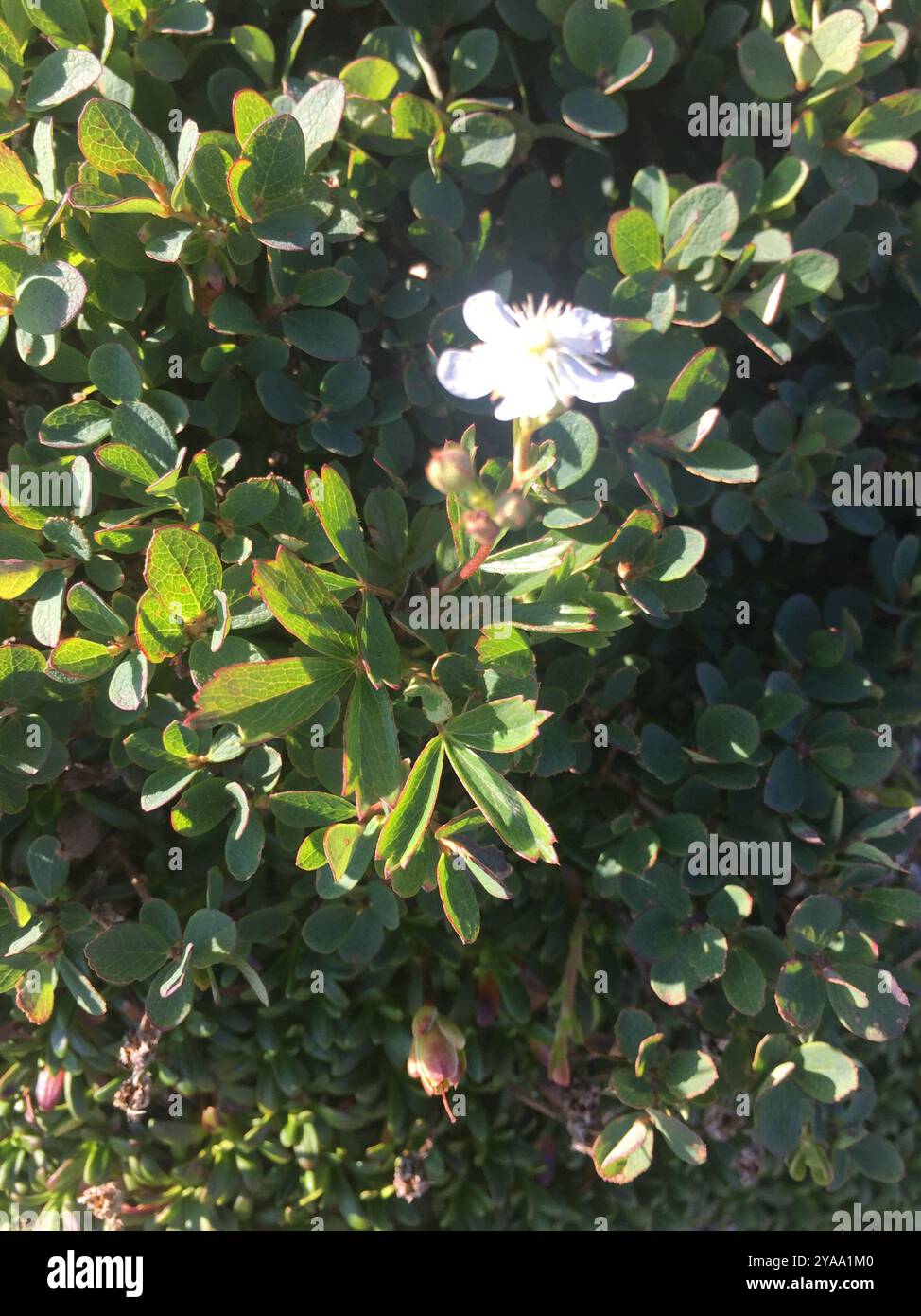 three-toothed cinquefoil (Sibbaldiopsis tridentata) Plantae Stock Photo ...