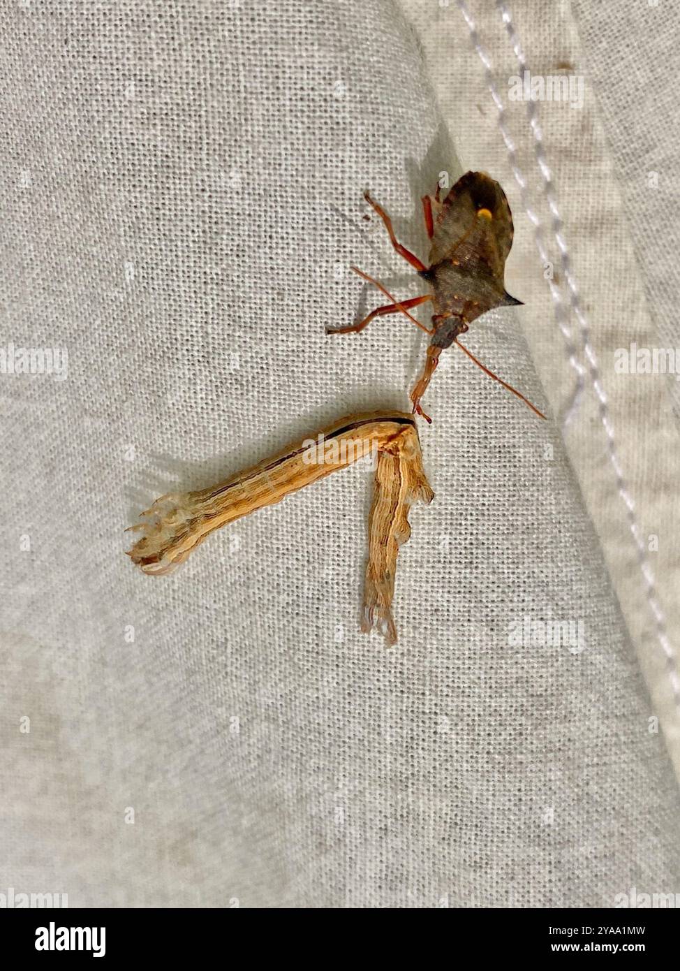 Spiny Shield Bug (Picromerus bidens) Insecta Stock Photo - Alamy