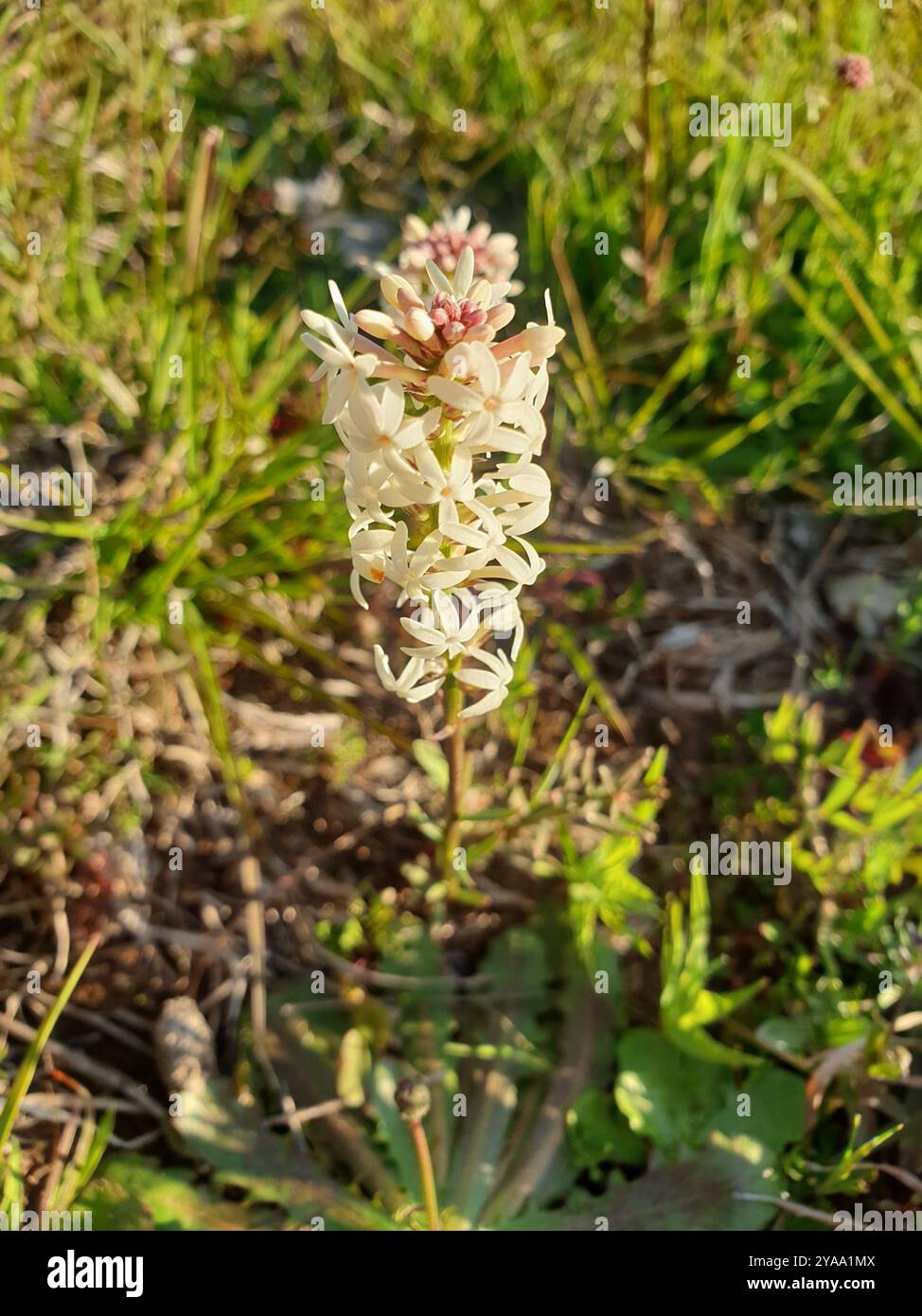 Creamy Candles (Stackhousia monogyna) Plantae Stock Photo - Alamy