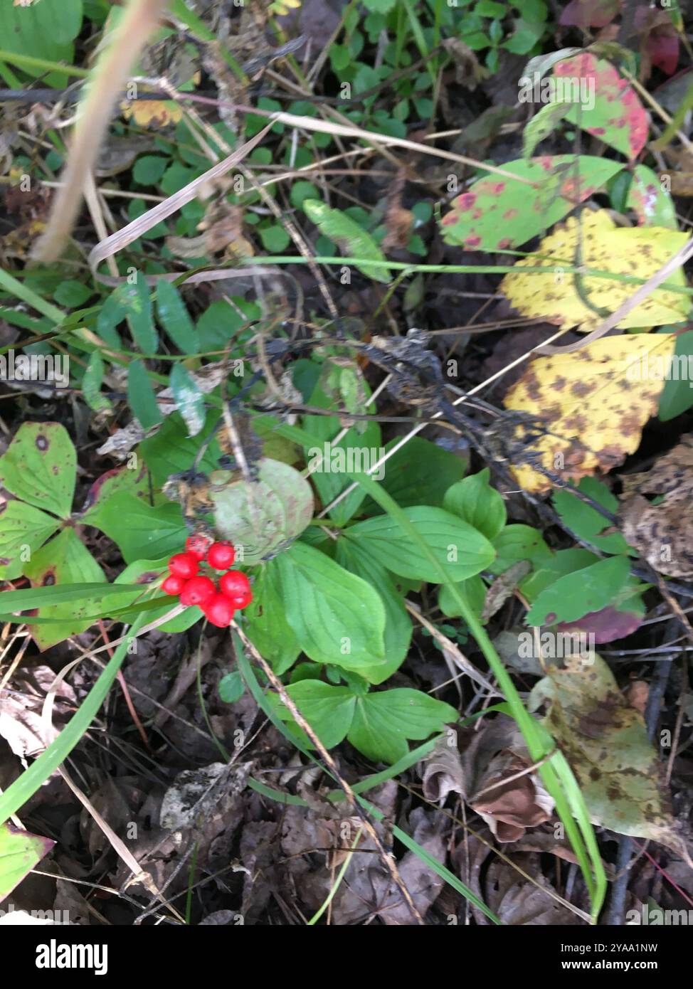 Canadian bunchberry (Cornus canadensis) Plantae Stock Photo - Alamy