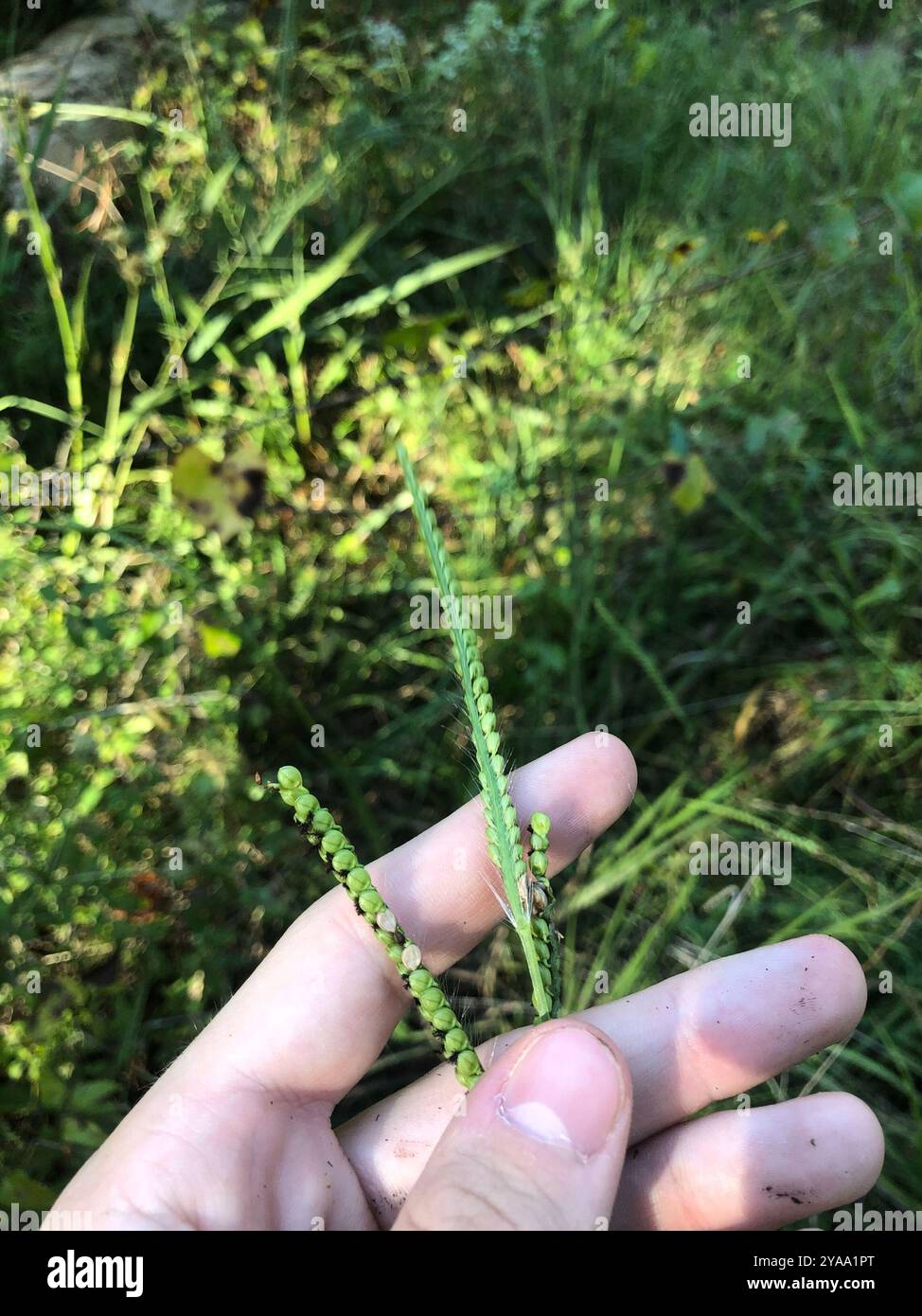 Field Paspalum (Paspalum laeve) Plantae Stock Photo - Alamy