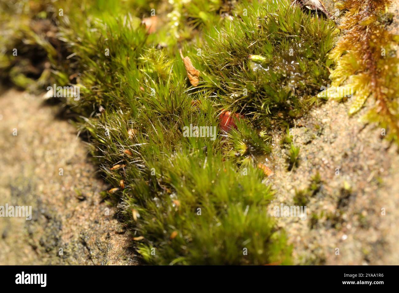Heath Star-moss (Campylopus introflexus) Plantae Stock Photo - Alamy