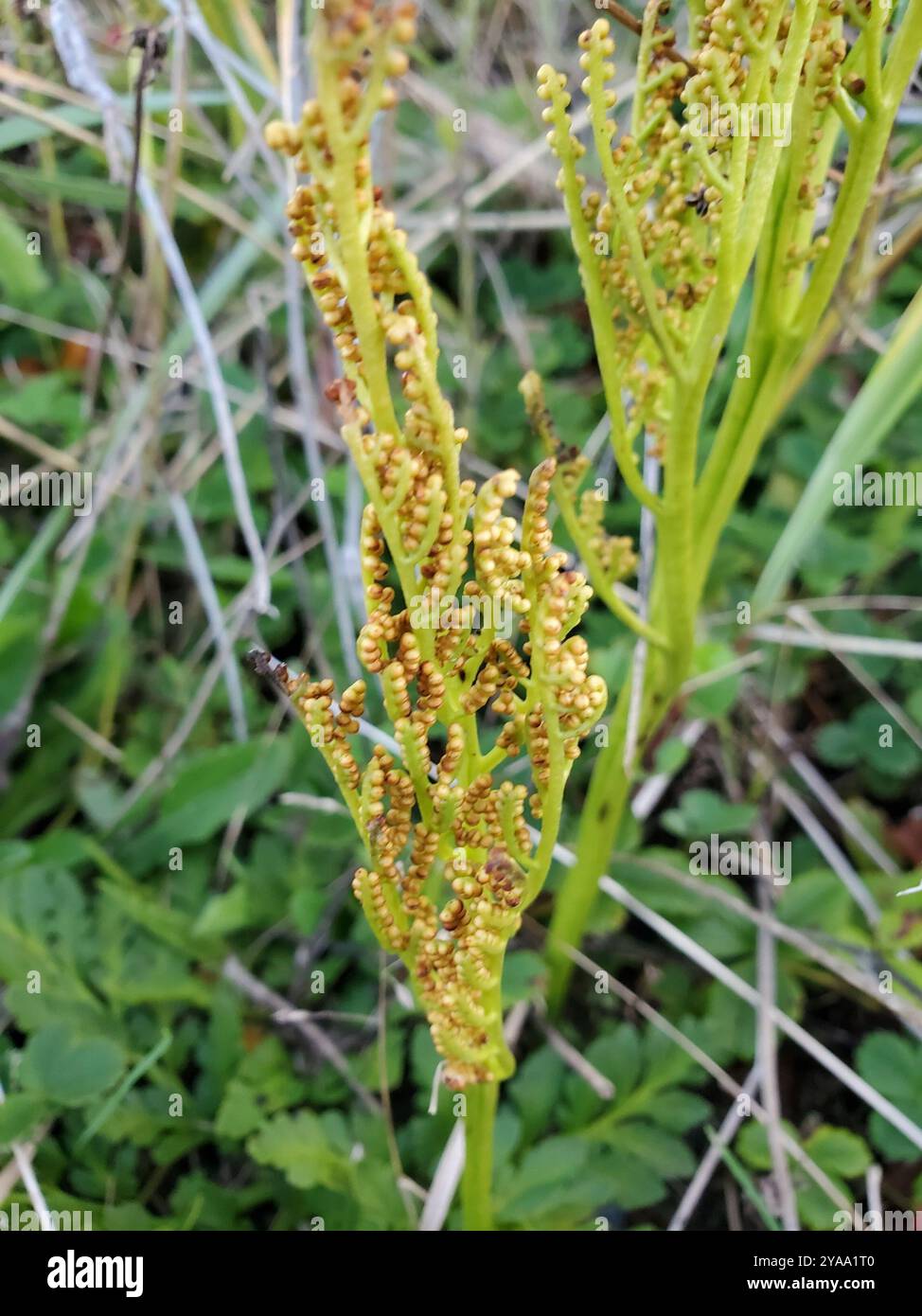 leathery grapefern (Sceptridium multifidum) Plantae Stock Photo - Alamy