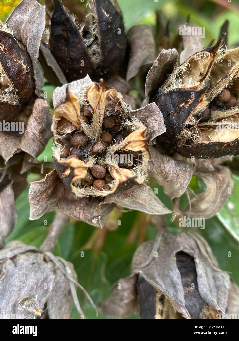 swamp rose mallow (Hibiscus moscheutos) Plantae Stock Photo - Alamy