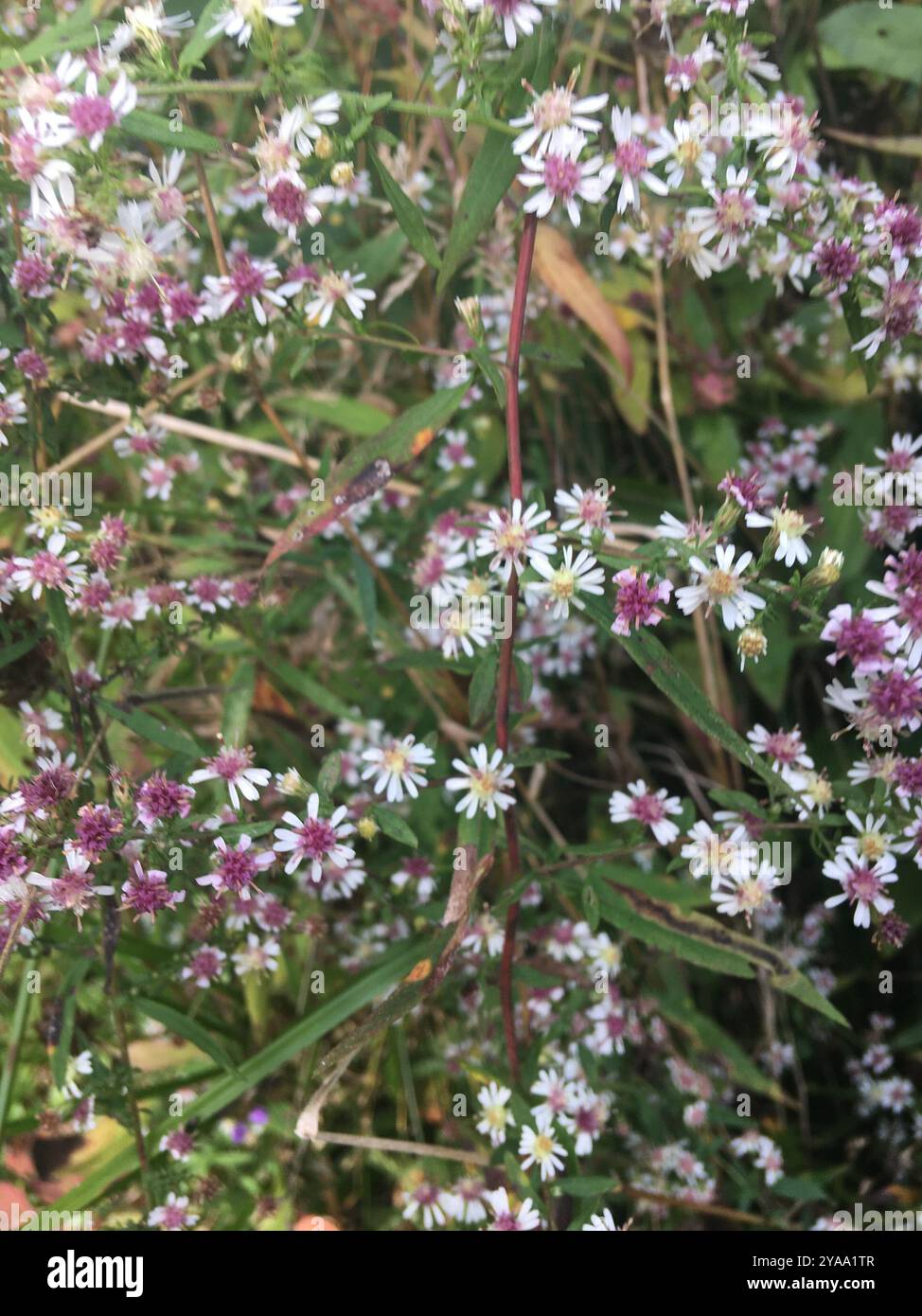 calico aster (Symphyotrichum lateriflorum) Plantae Stock Photo - Alamy