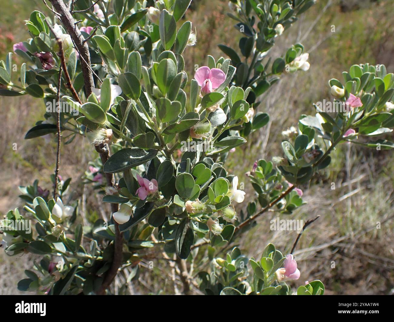 Myrtle Capesweetpea (Podalyria myrtillifolia) Plantae Stock Photo - Alamy
