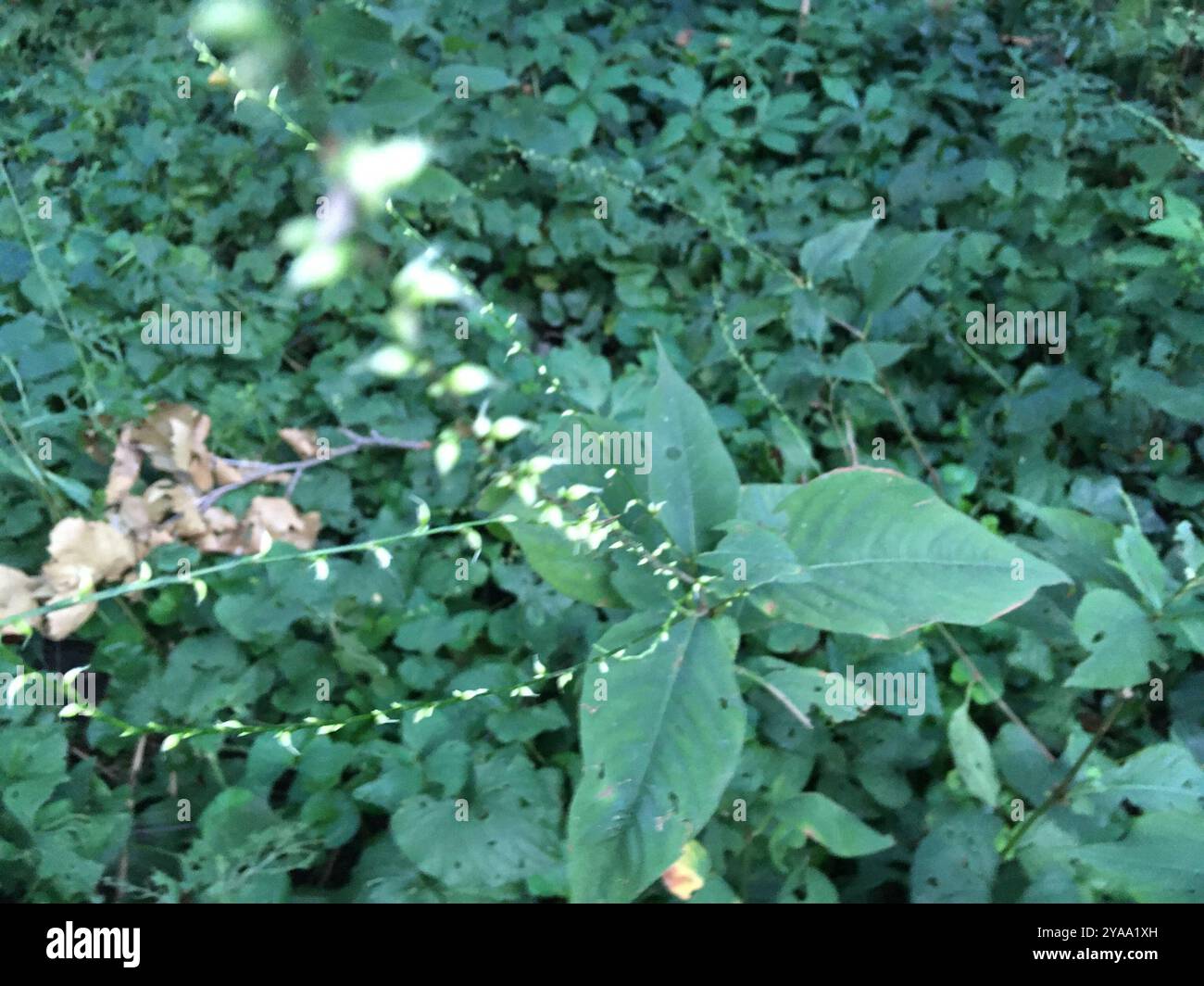 American jumpseed (Persicaria virginiana) Plantae Stock Photo - Alamy