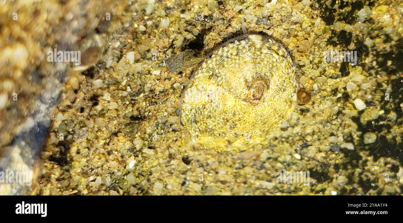 Lottia Limpets (Lottia) Mollusca Stock Photo - Alamy