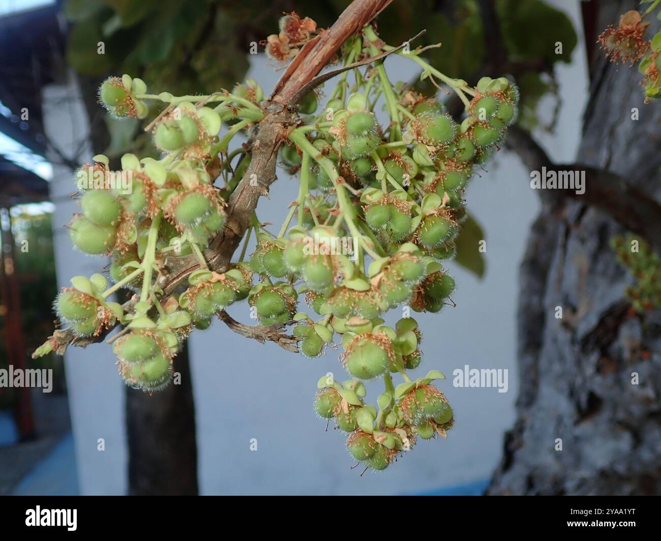 Curatella americana hi-res stock photography and images - Alamy