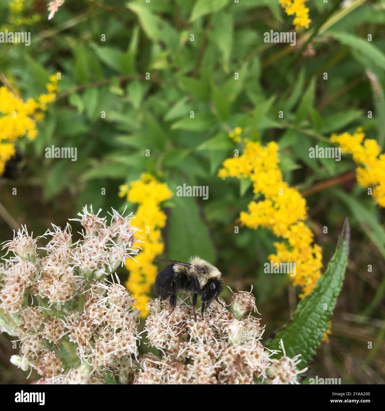 common boneset (Eupatorium perfoliatum) Plantae Stock Photo - Alamy