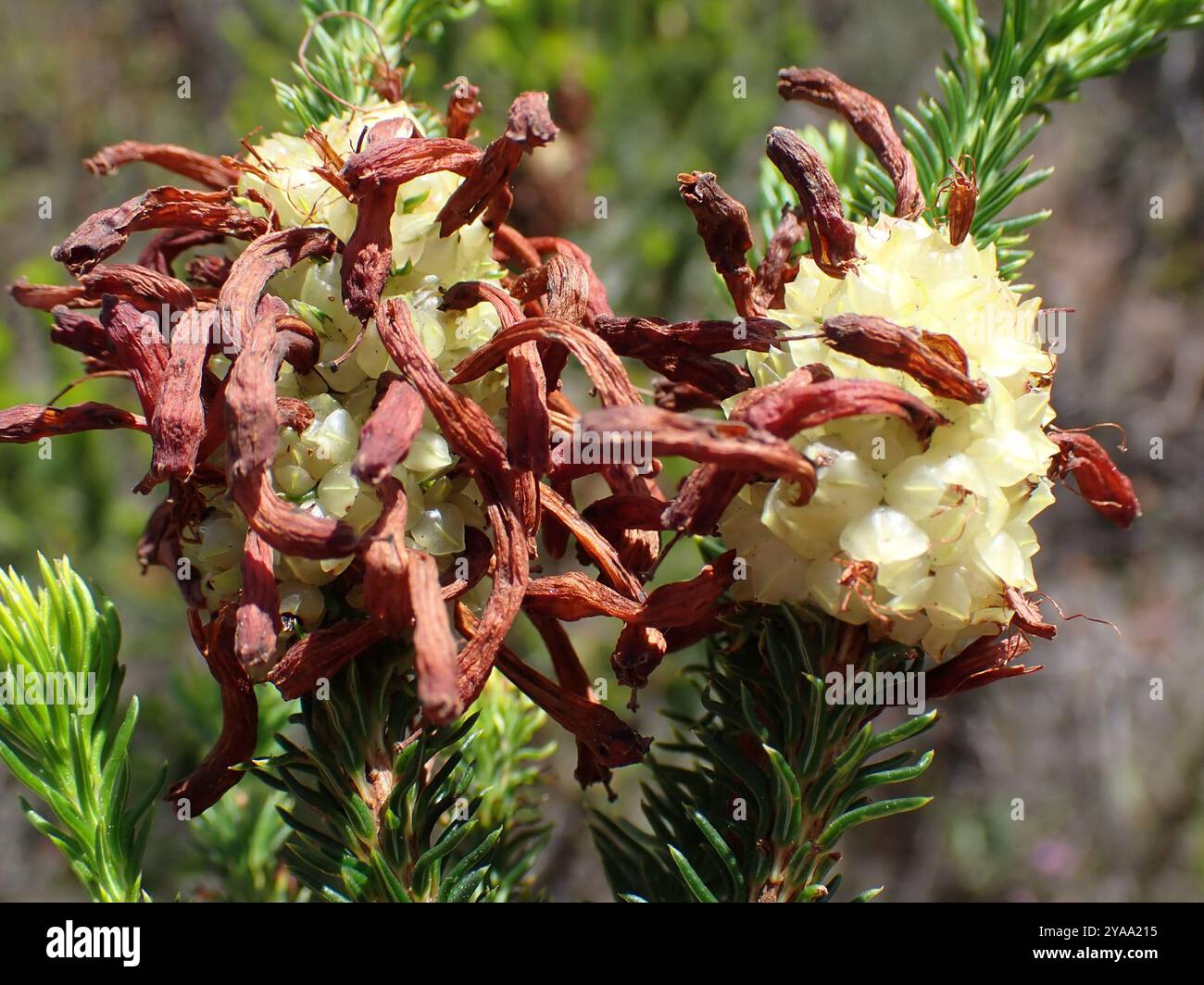 Bottle Green Heath (Erica sessiliflora) Plantae Stock Photo - Alamy