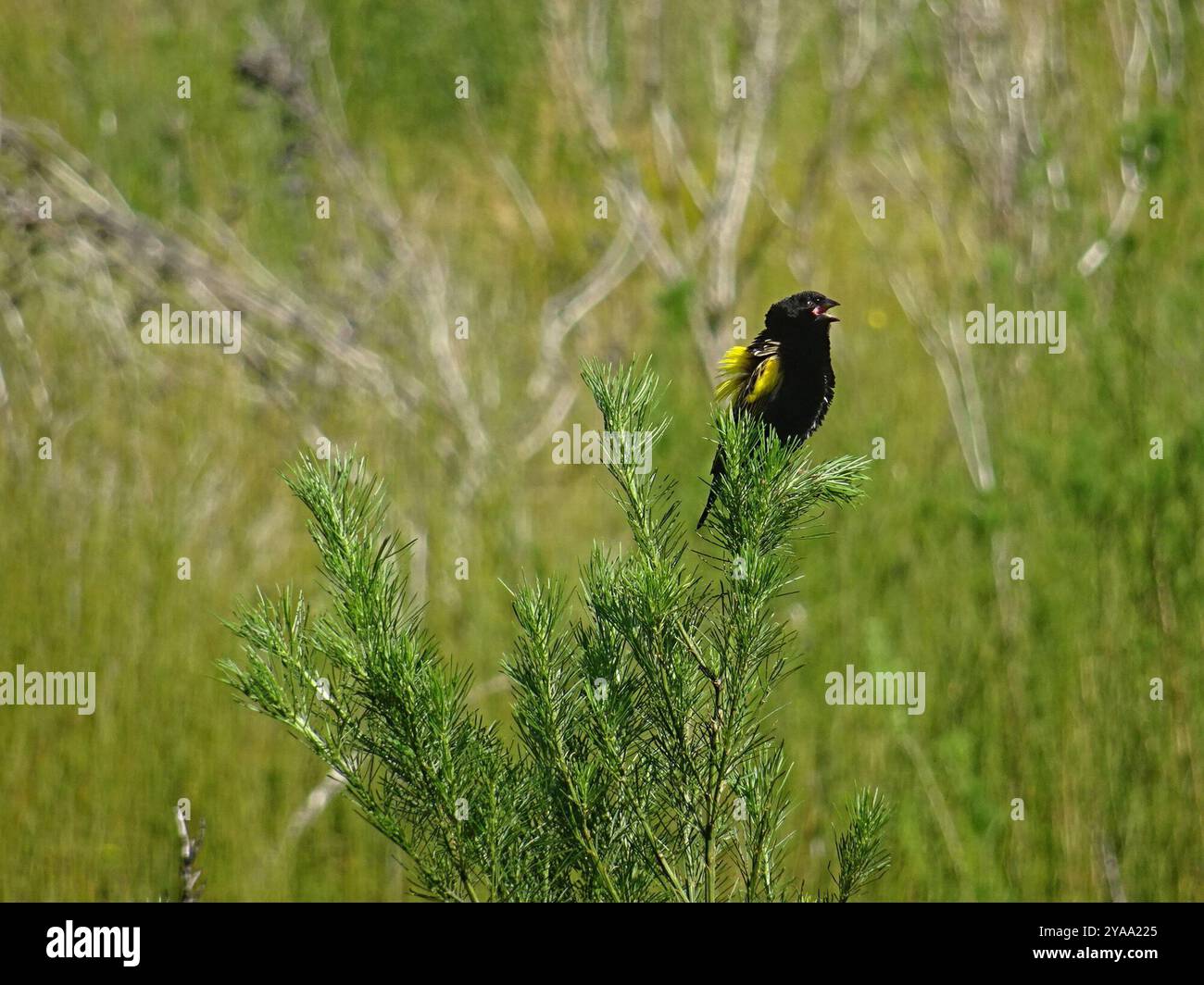 Euplectes capensis hi-res stock photography and images - Alamy