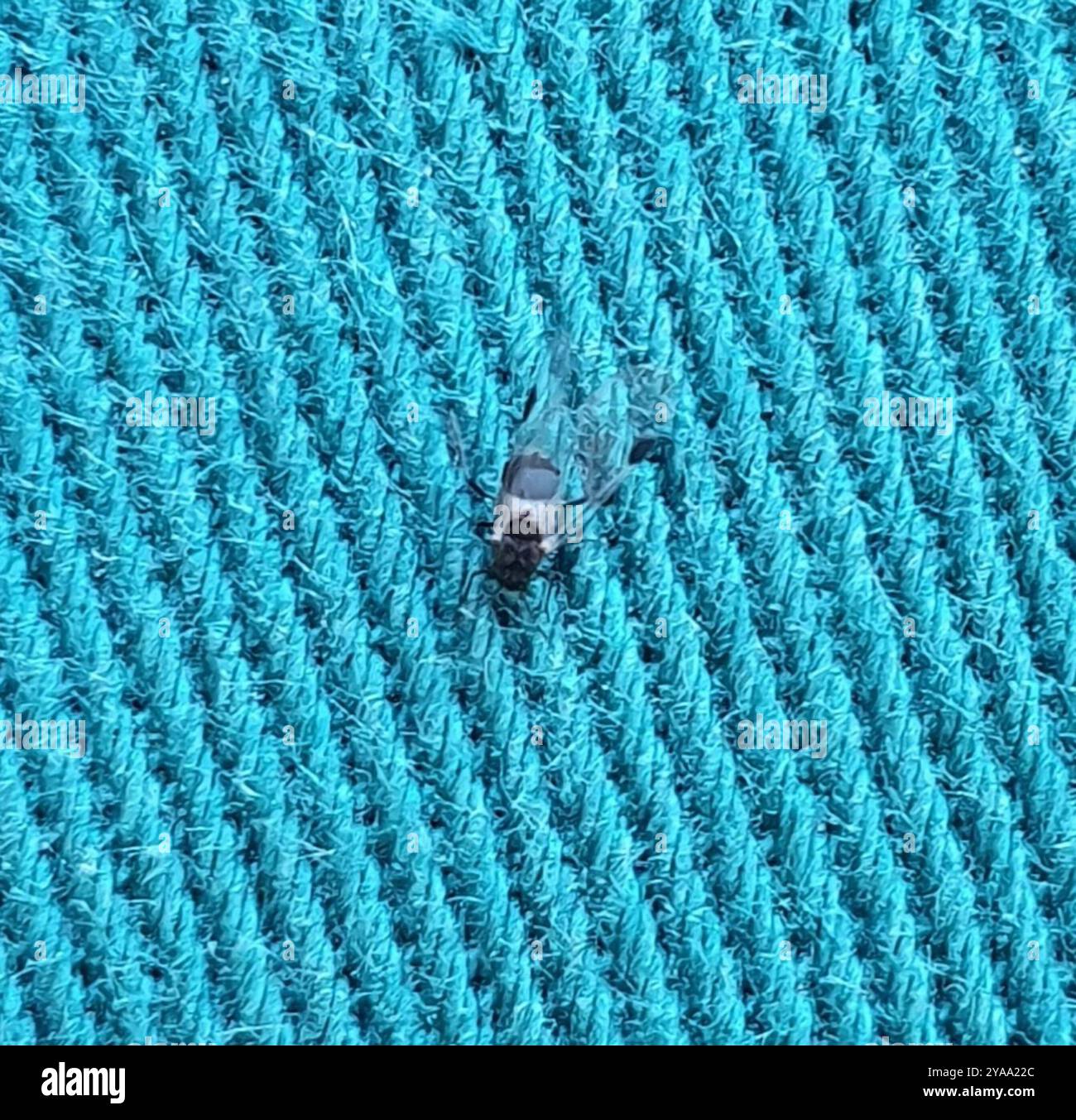 Common dogwood-grass aphid (Anoecia corni) Insecta Stock Photo - Alamy