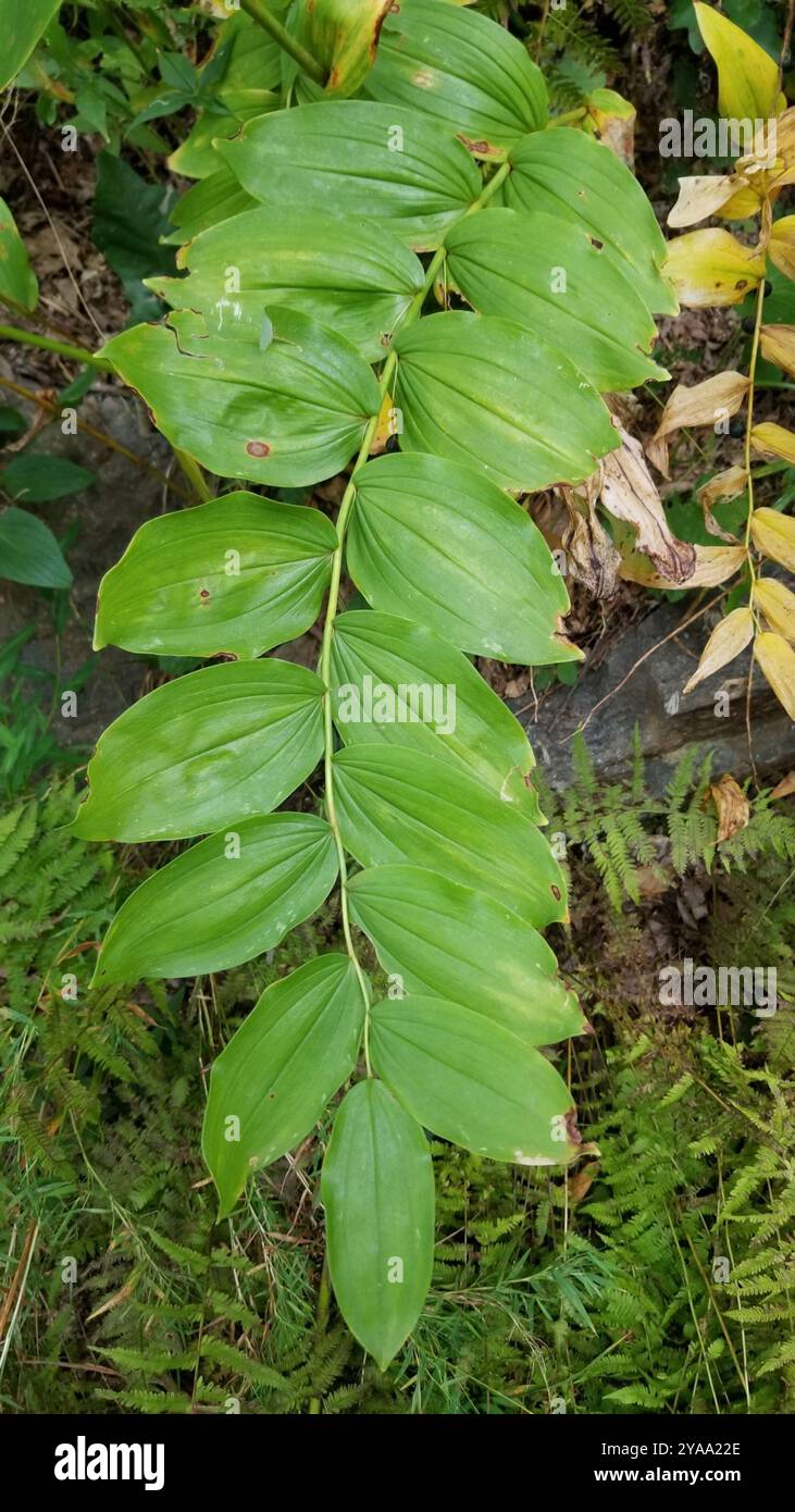 giant Solomon's seal (Polygonatum biflorum commutatum) Plantae Stock ...