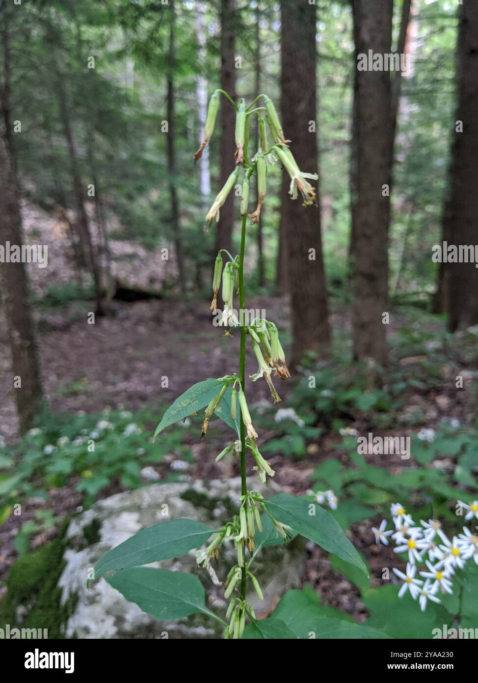 tall rattlesnake root (Nabalus altissimus) Plantae Stock Photo - Alamy